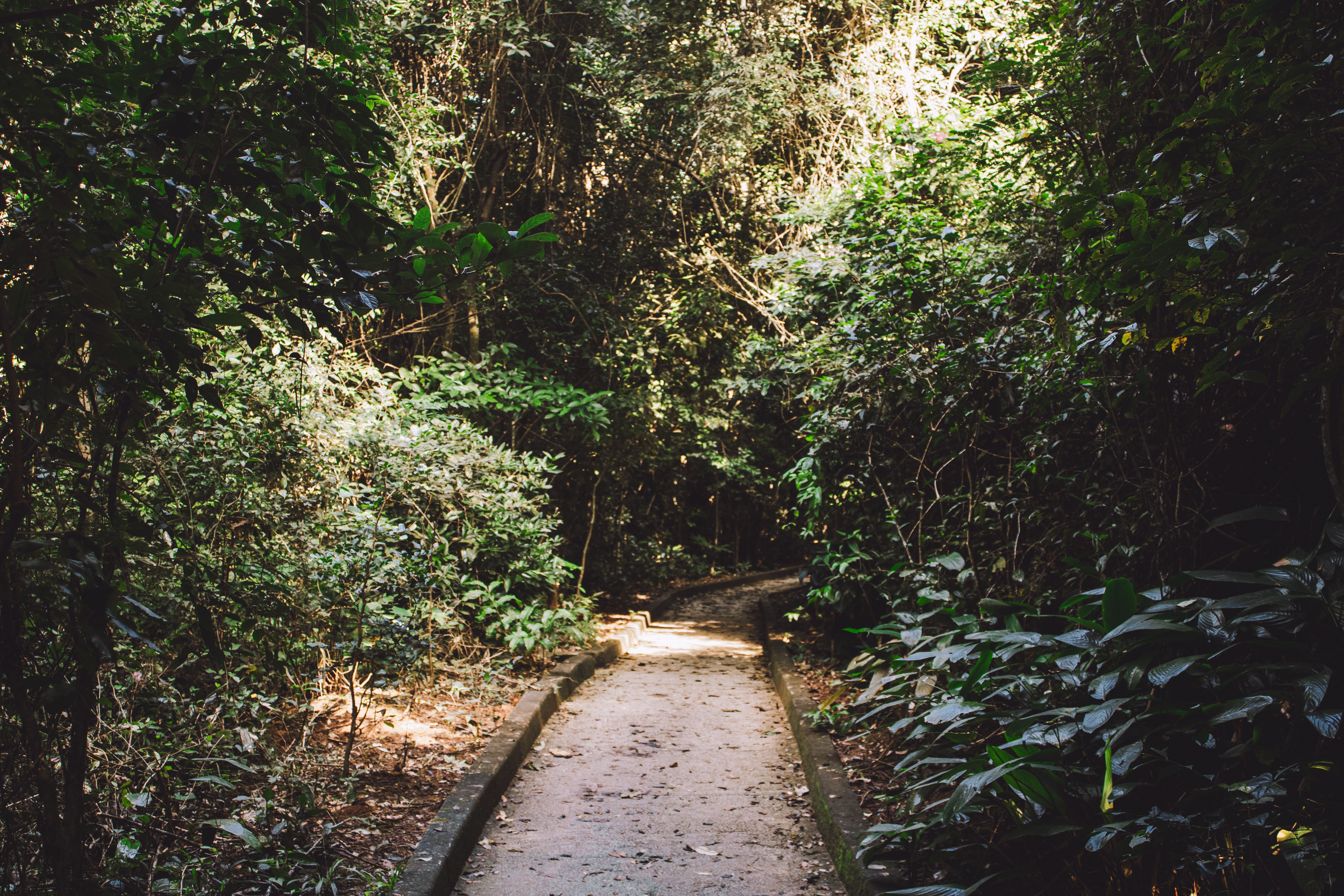 Tranquil Forest Pathway at Daytime in Summer · Free Stock Photo