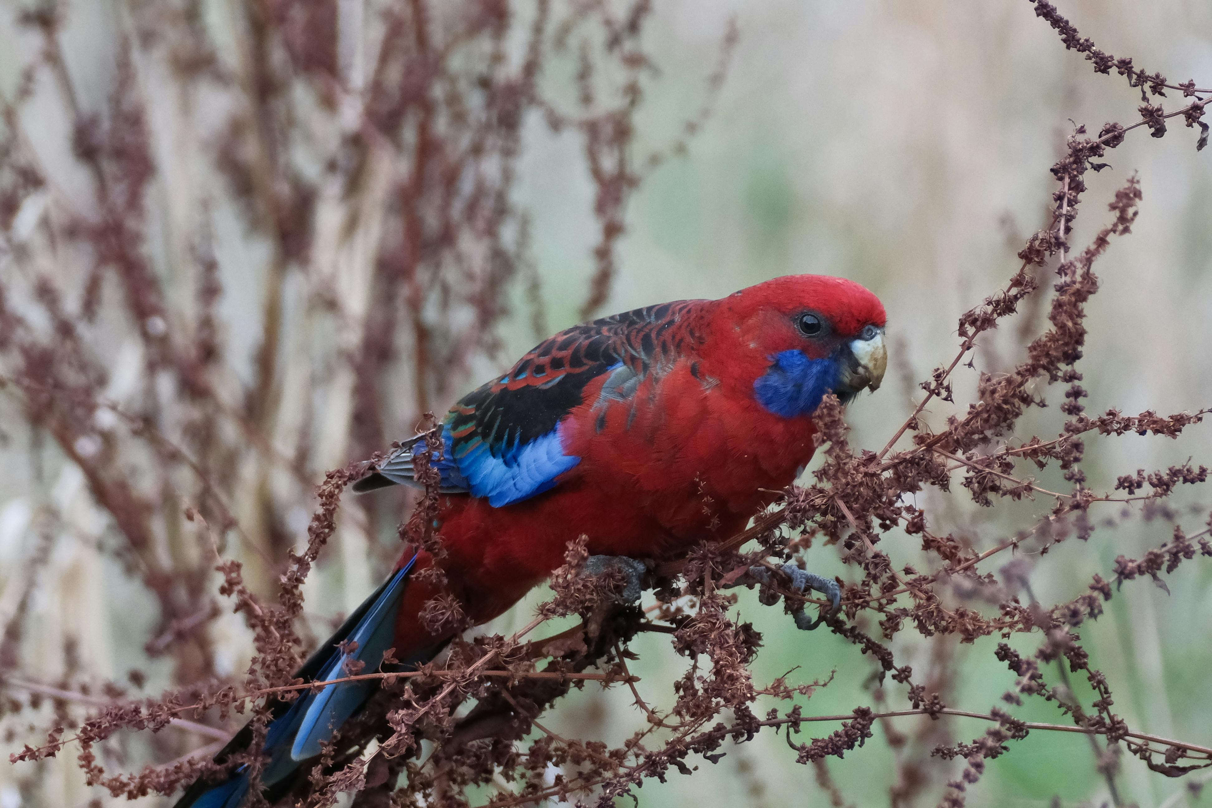 200.000+ melhores imagens de Monte+artificial+em+espiral+no+parque ...