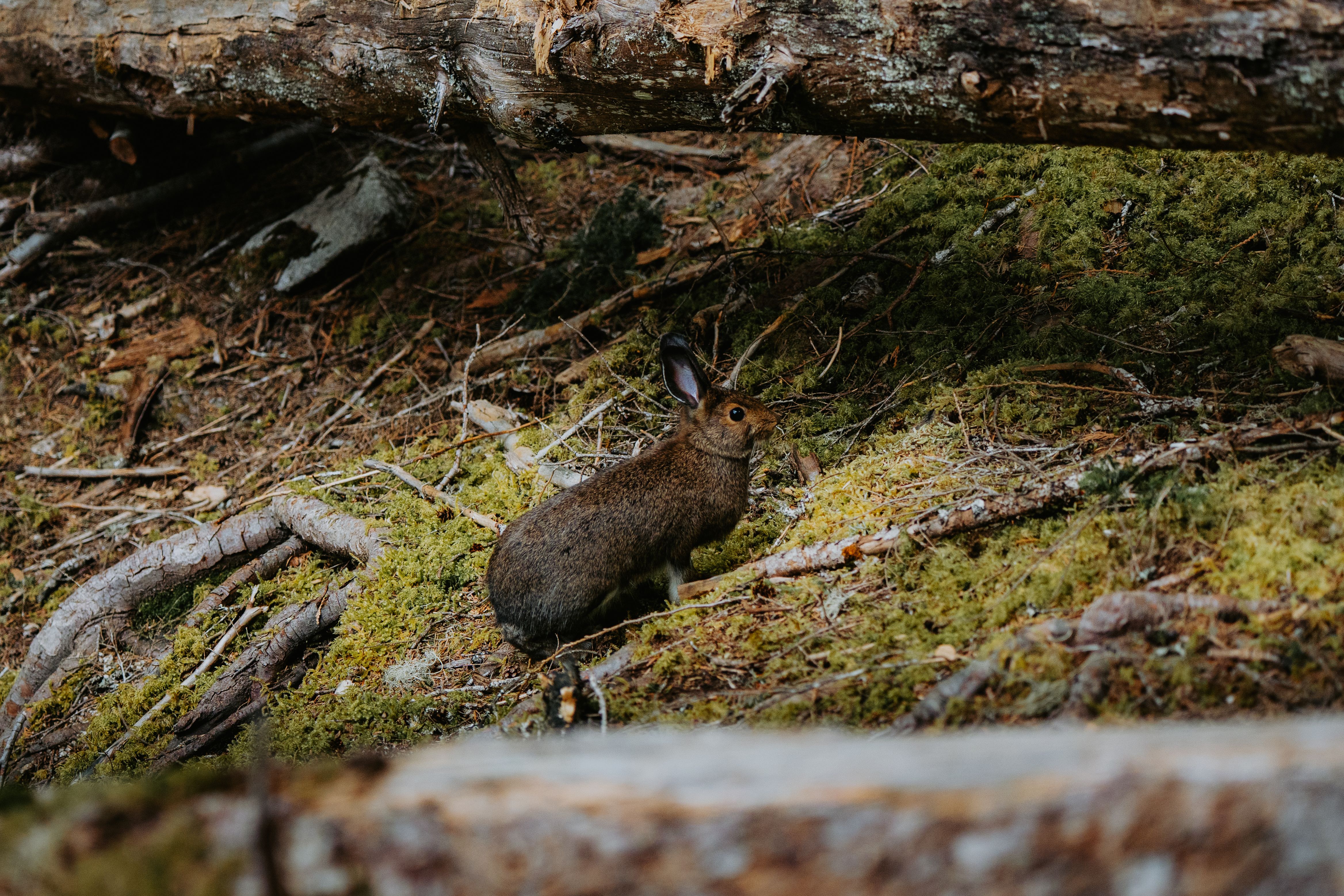 Animel Bunny Photos, Download The BEST Free Animel Bunny Stock Photos ...