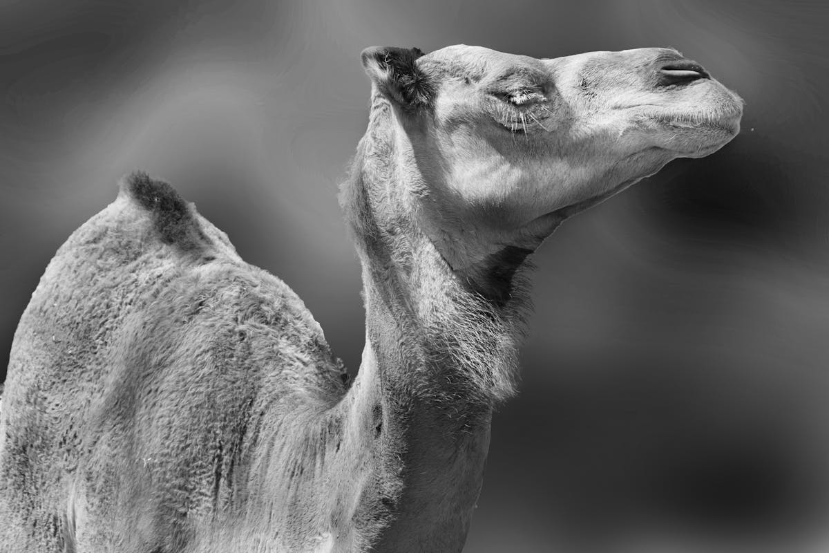 Marcia+Brady+Camel+Toe+Pic Photos, Download The BEST Free Marcia+Brady ...