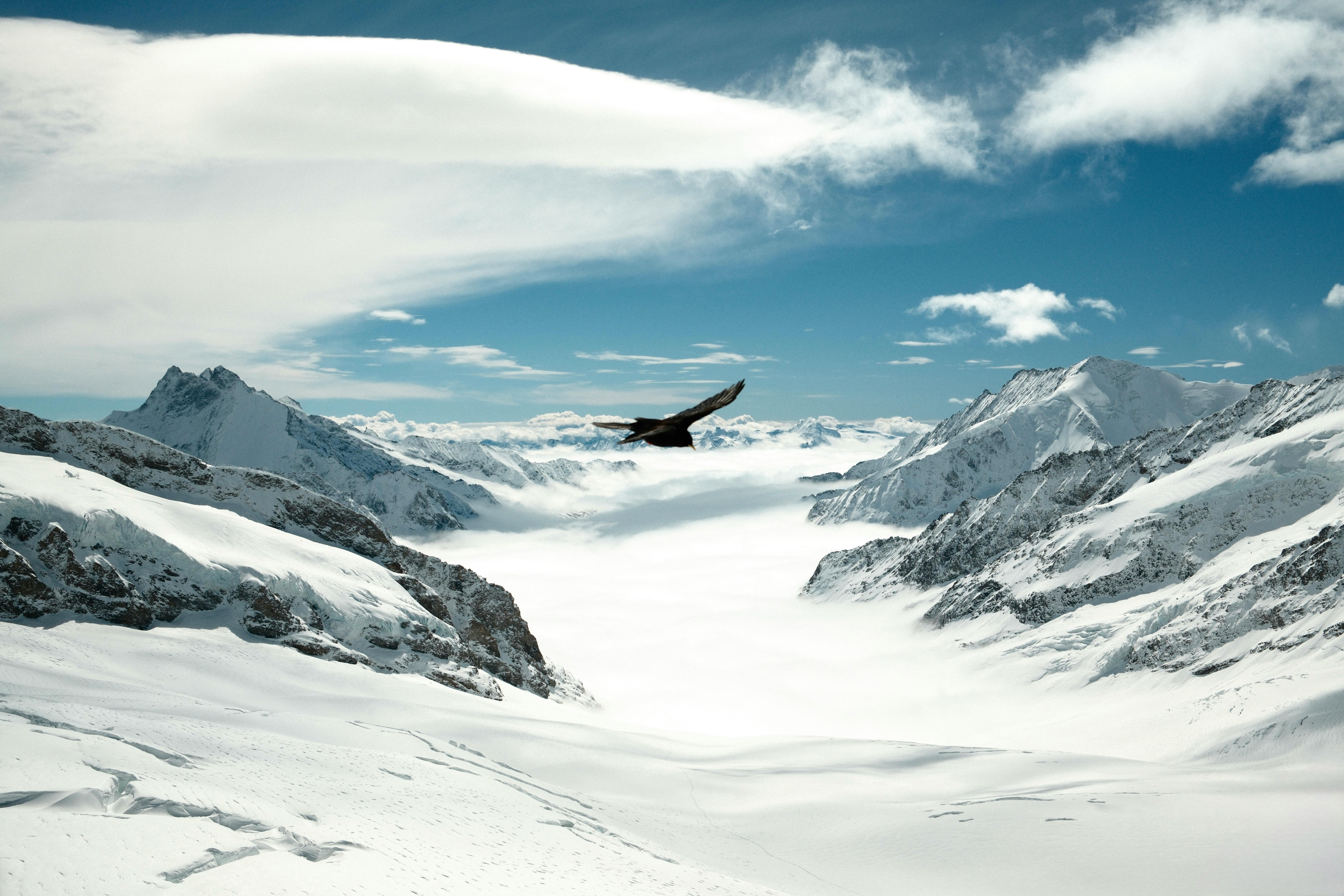 Majestic Eagle Soaring Over Snow-Covered Mountains · Free Stock Photo
