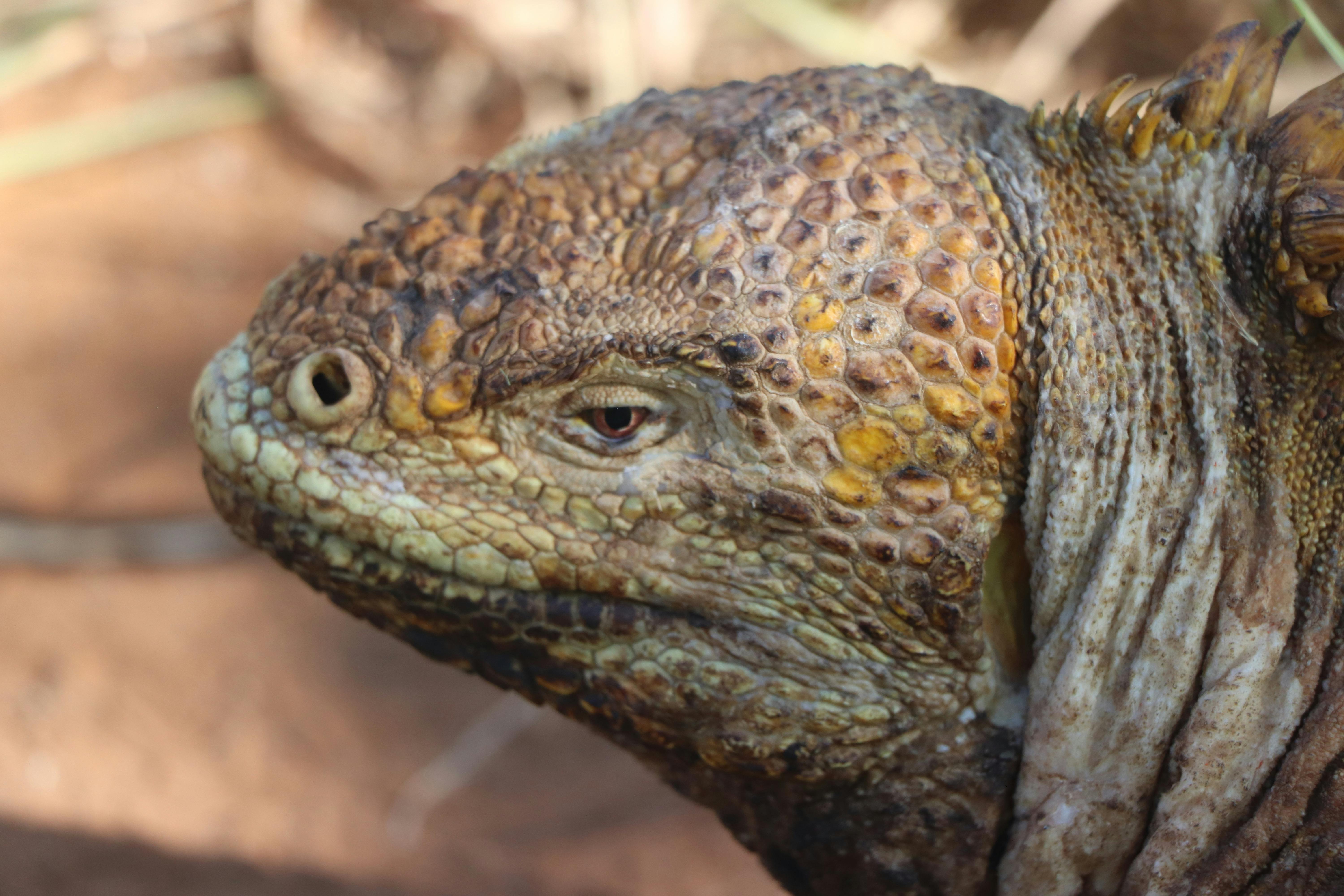 Lizard Face Photos, Download The BEST Free Lizard Face Stock Photos ...