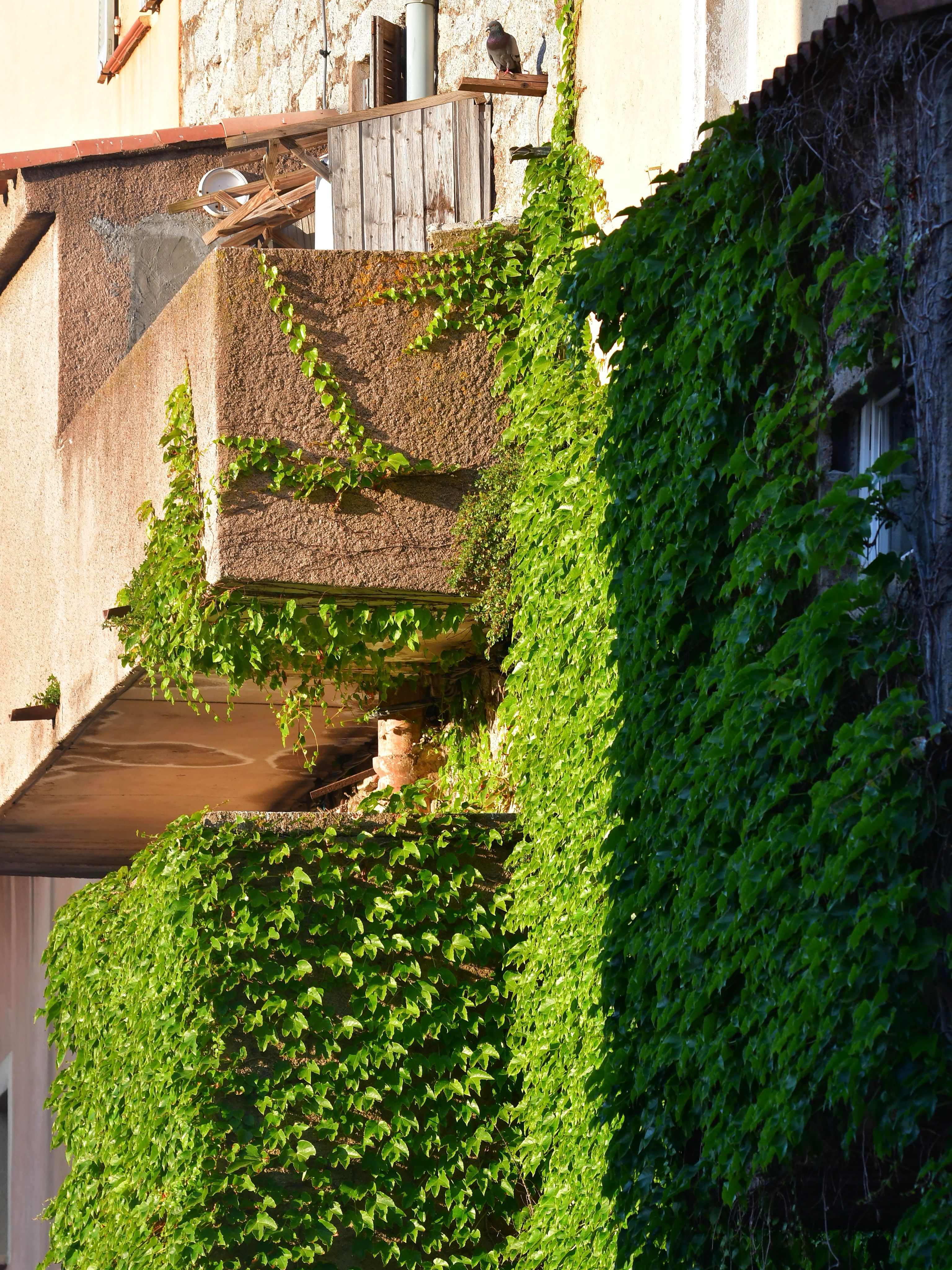 Lush Green Ivy on Urban Building Balcony · Free Stock Photo