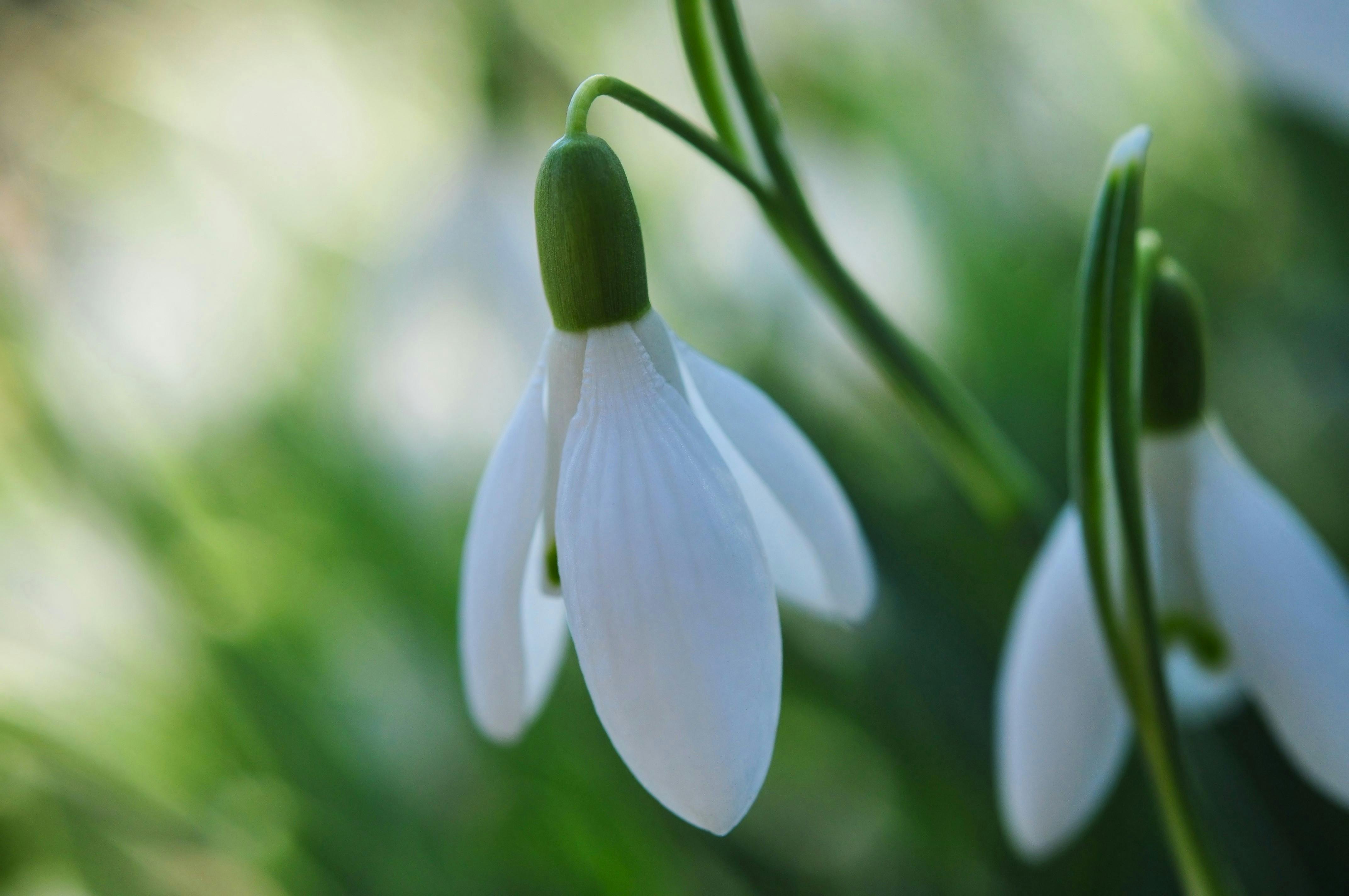Snowdrop Photos, Download The BEST Free Snowdrop Stock Photos & HD Images