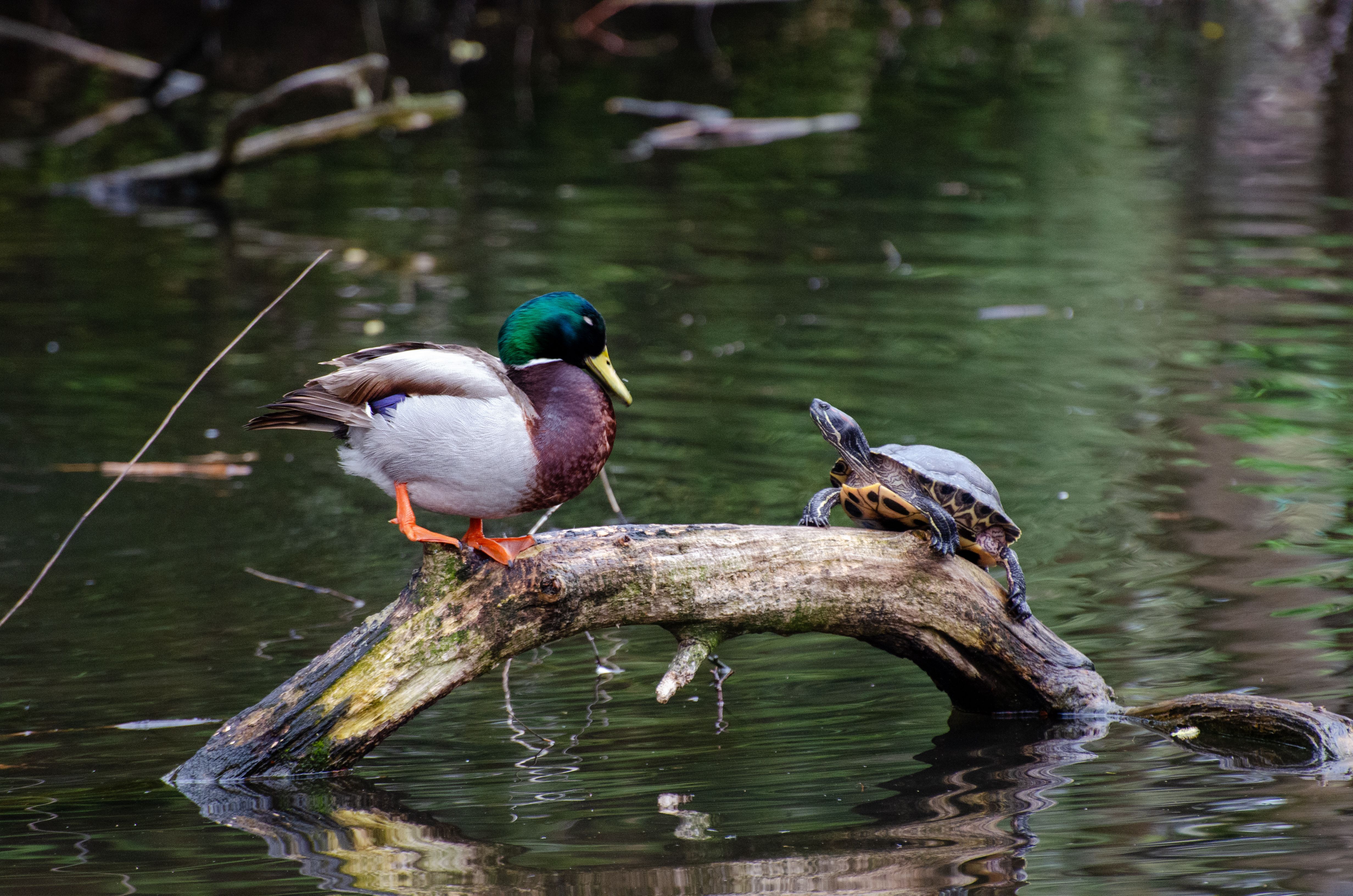 Blackmagicmodel Duck Photos, Download The BEST Free Blackmagicmodel ...