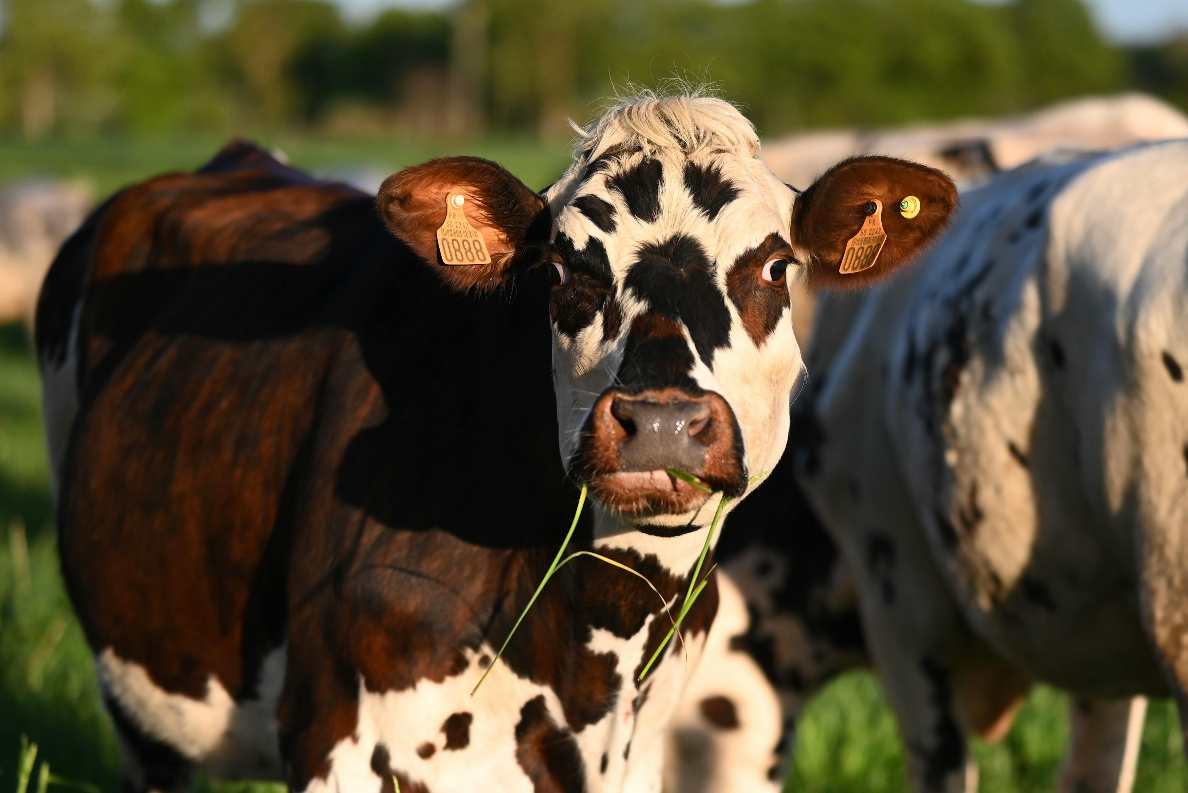 Close-up of Dairy Cow in Sunlit Pasture · Free Stock Photo