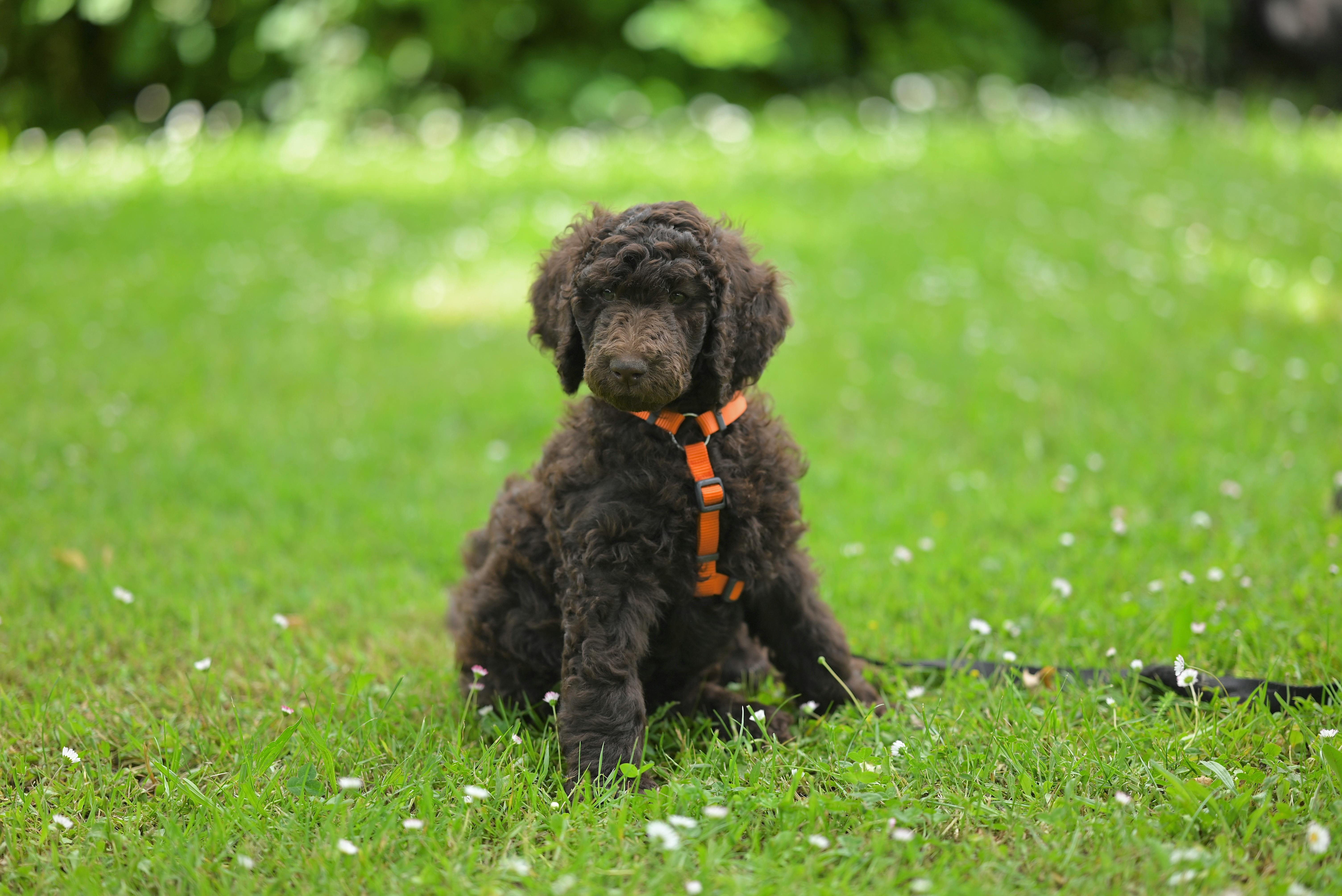 Choosing the Best Dog Harness for Poodle: Safety and Comfort
