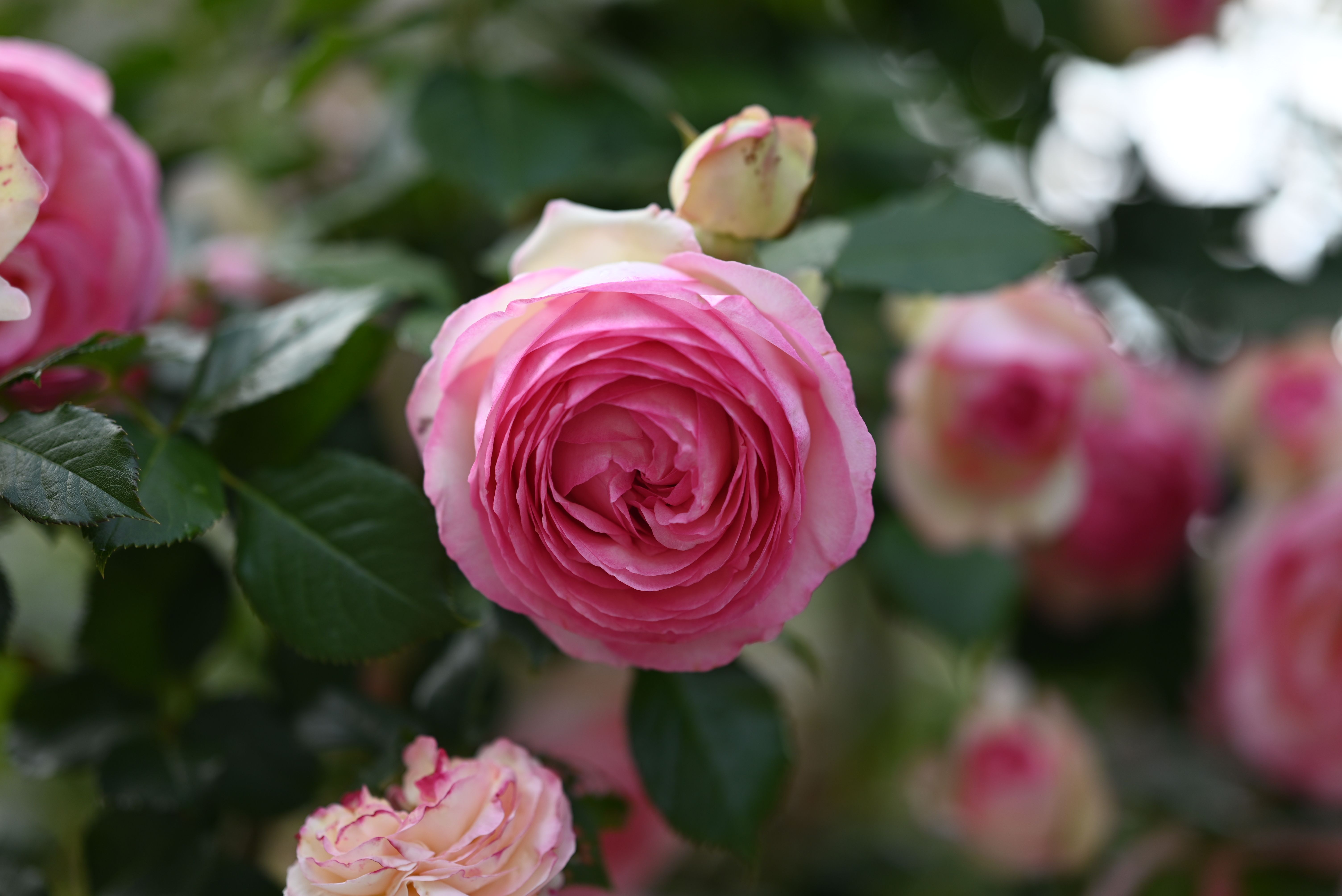 Close-up of Vibrant Pink Rose in Bloom · Free Stock Photo