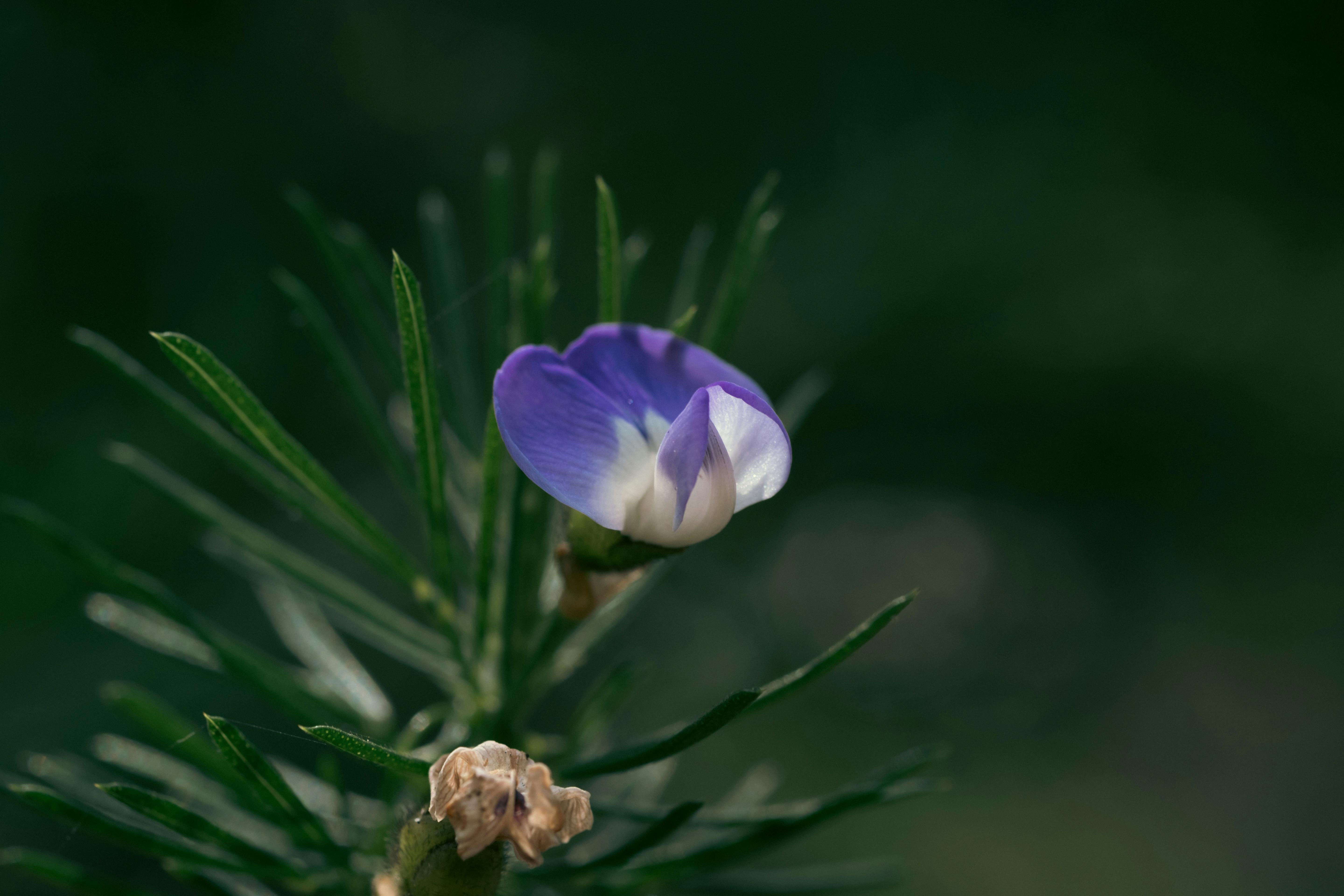 Violet Myers Photos, Download The BEST Free Violet Myers Stock Photos ...