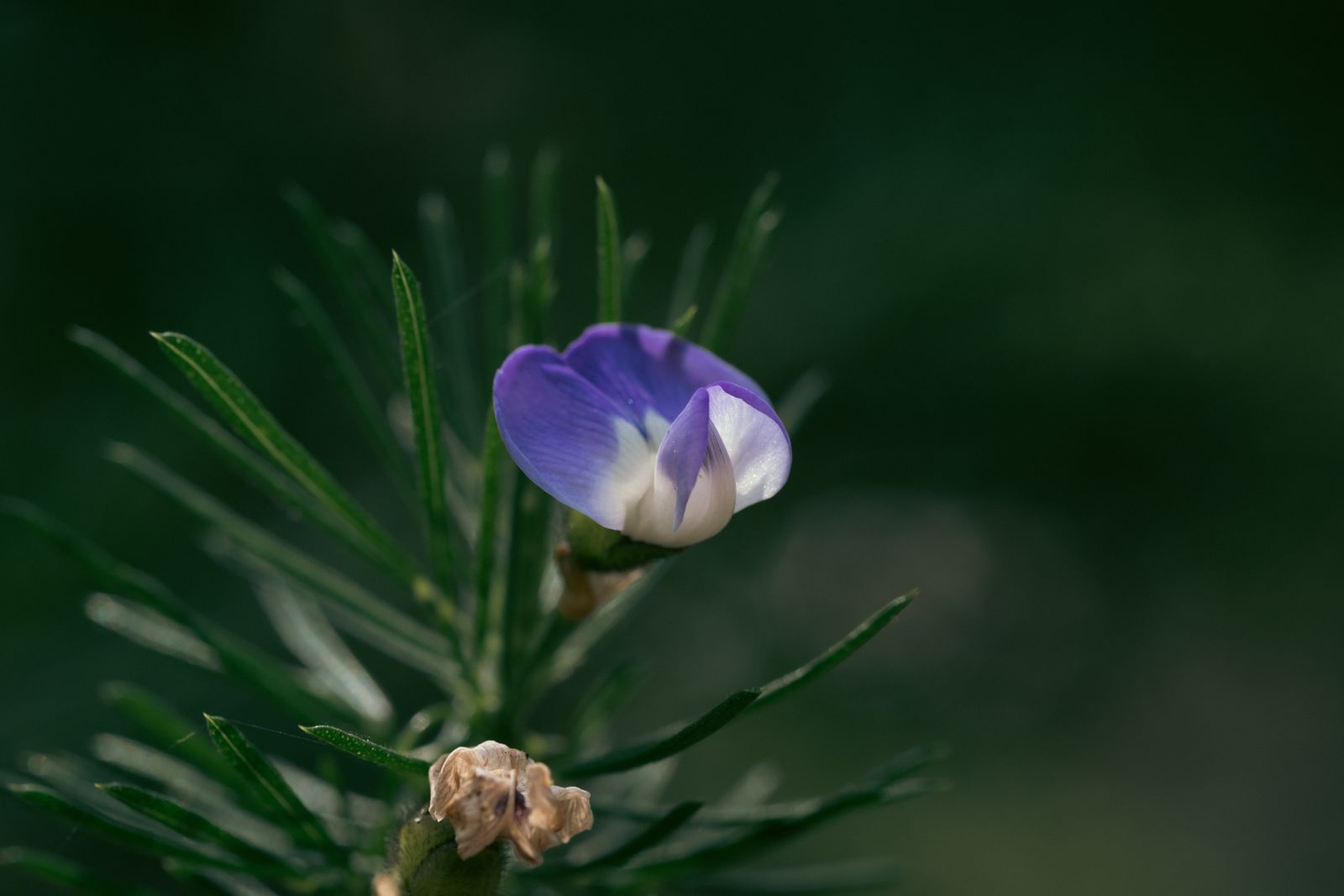Blue Violet Theme Office Photos, Download The BEST Free Blue Violet ...