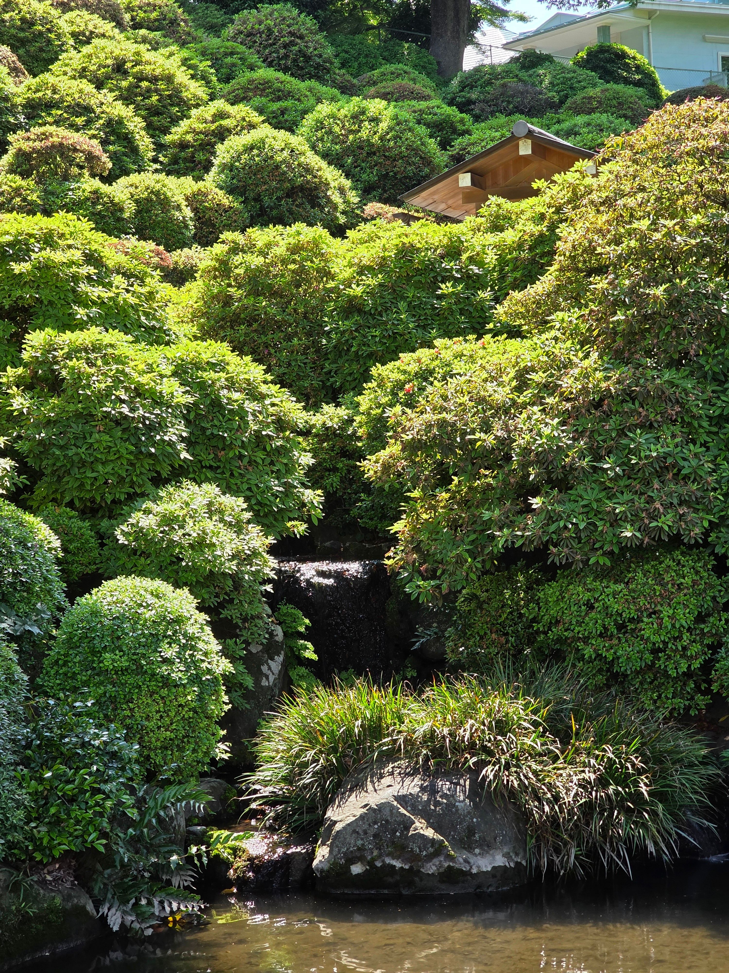 Tranquil Japanese Garden with Lush Greenery · Free Stock Photo