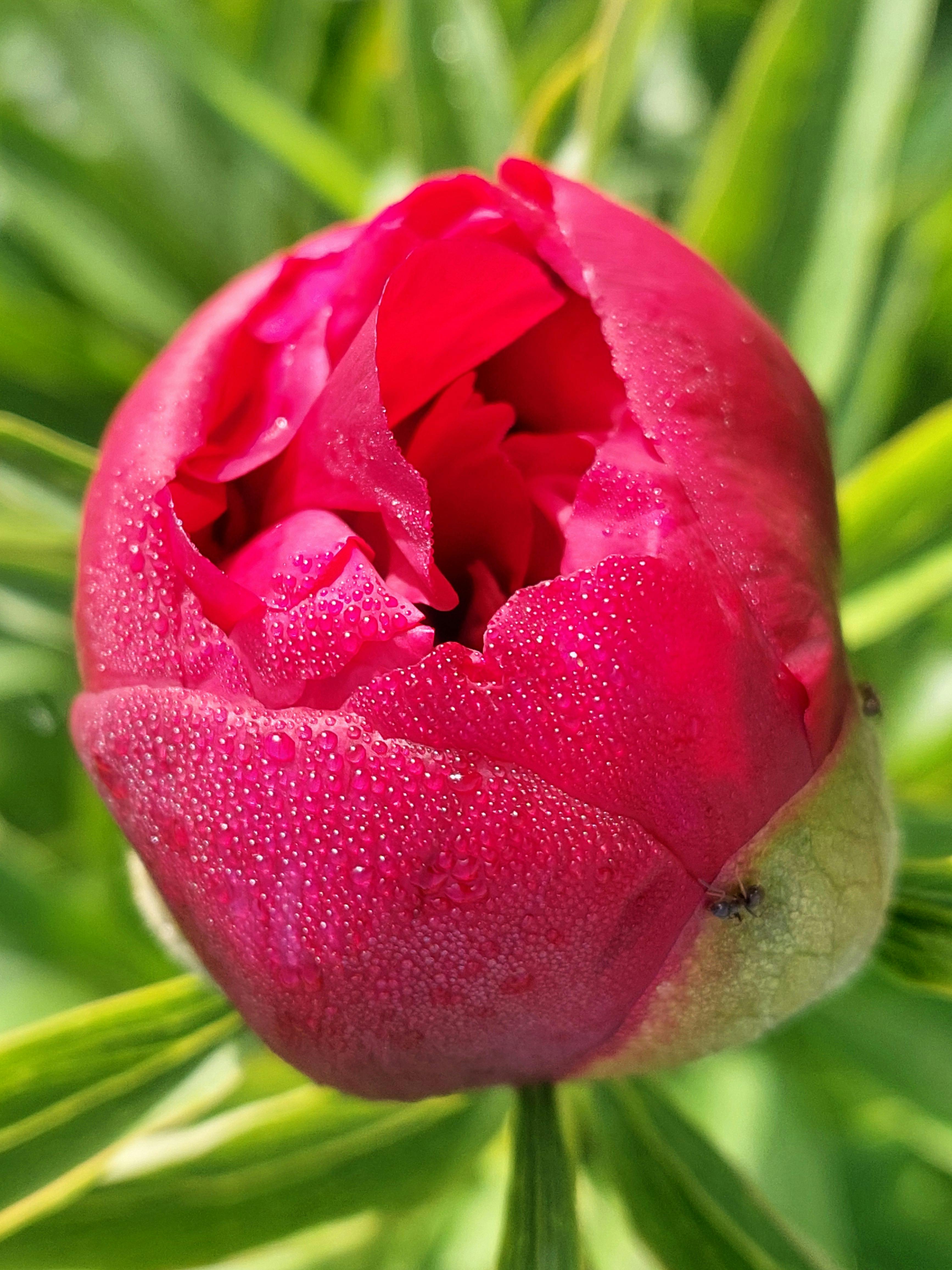 Budding Pokies Photos, Download The BEST Free Budding Pokies Stock Photos & HD Images