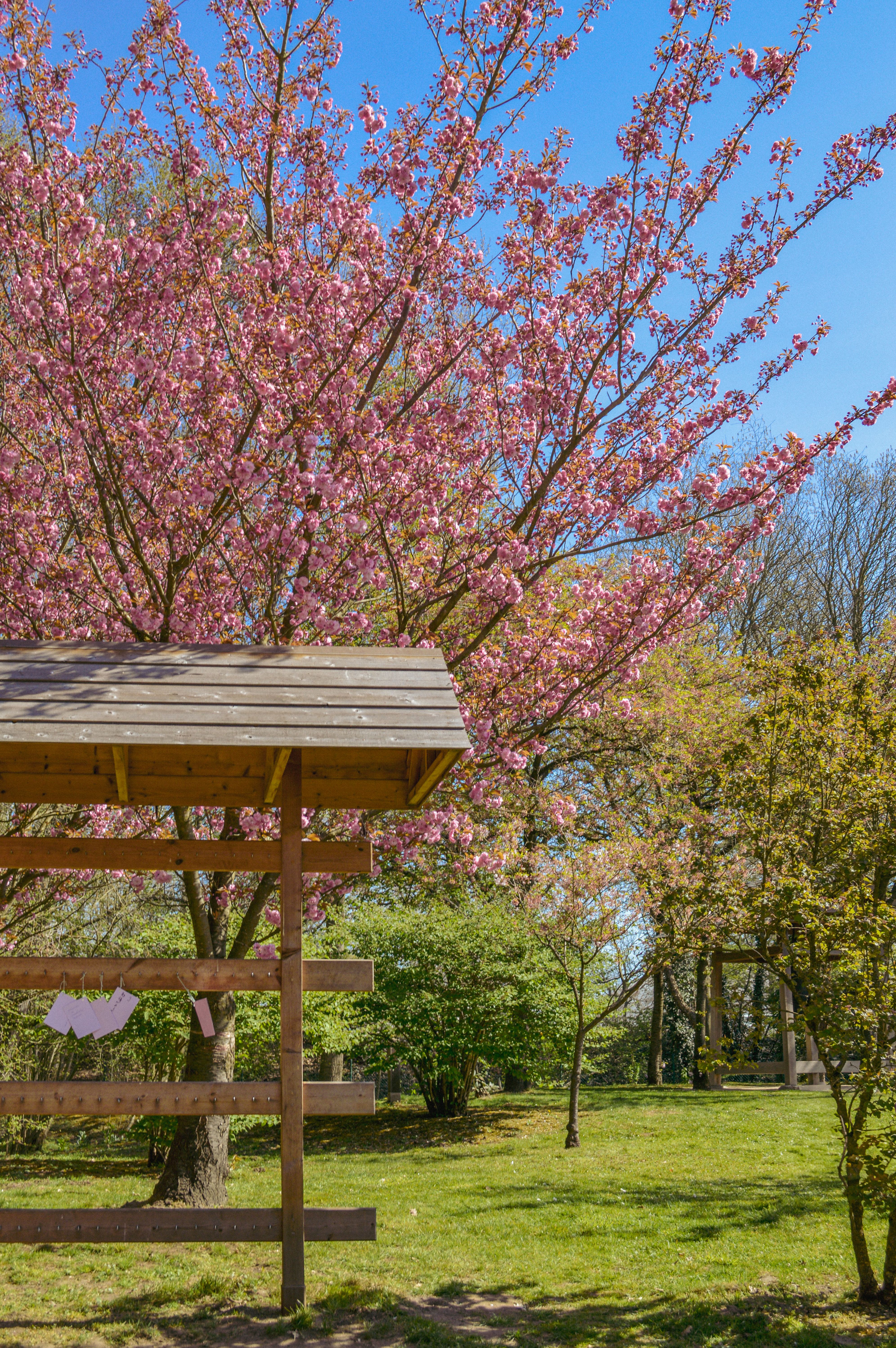 Cherry Blossom Tree in Springtime Park Scene · Free Stock Photo