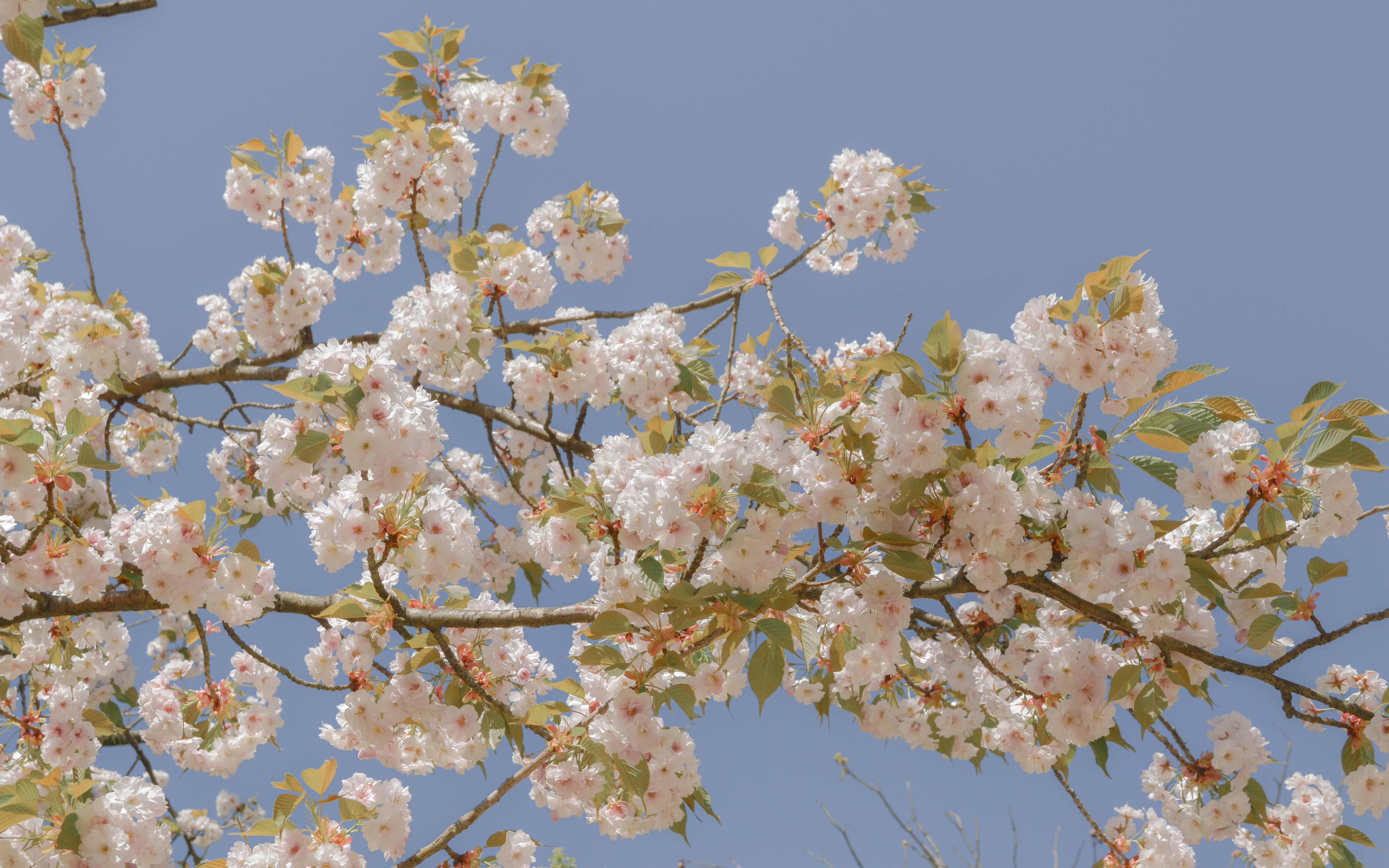 Serene Cherry Blossoms in Spring Blue Sky · Free Stock Photo