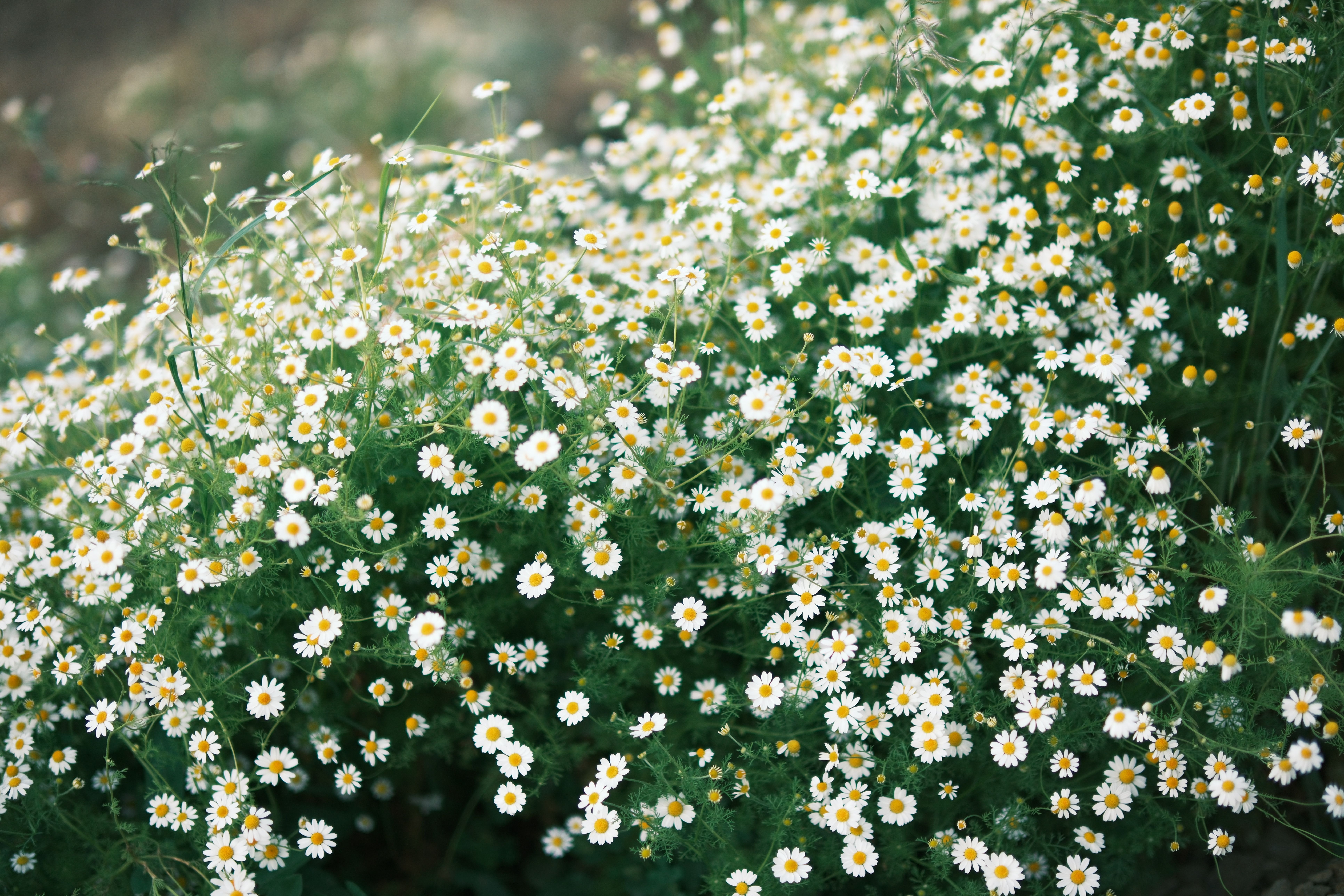 Vibrant Chamomile Flowers in Lush Garden · Free Stock Photo