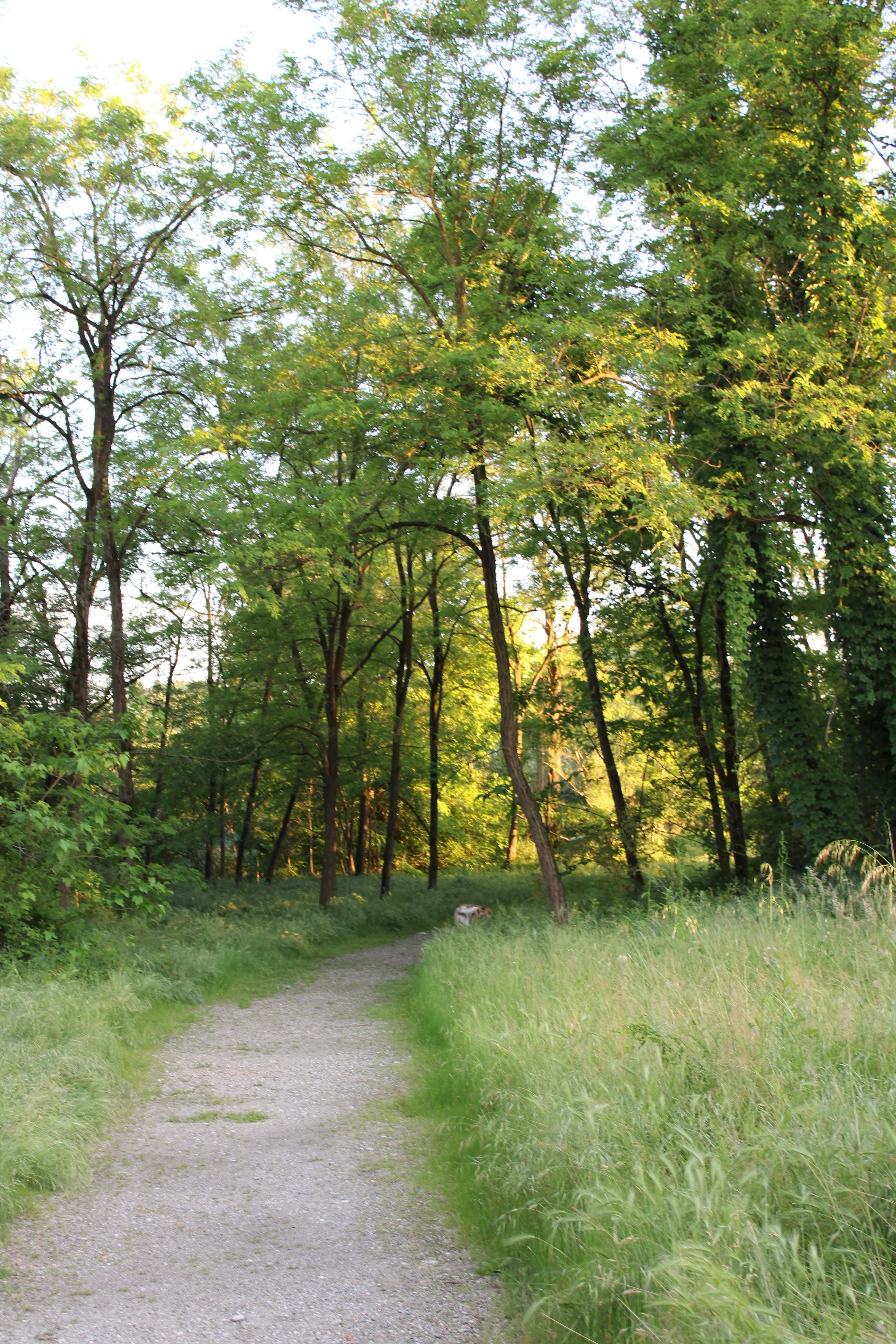 Scenic Forest Path in Milano, Italy · Free Stock Photo
