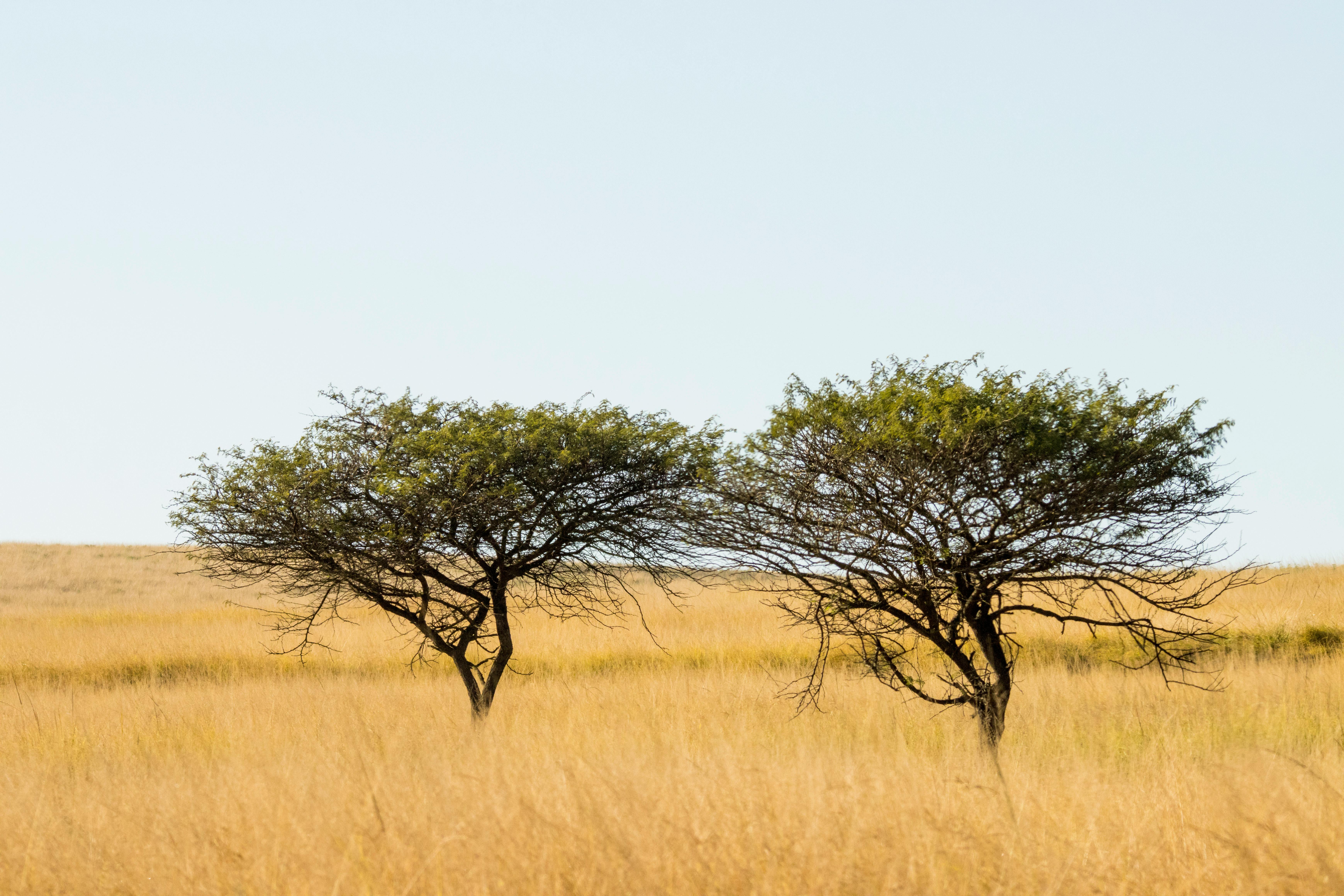 Savannah Landscape with Two Acacia Trees · Free Stock Photo