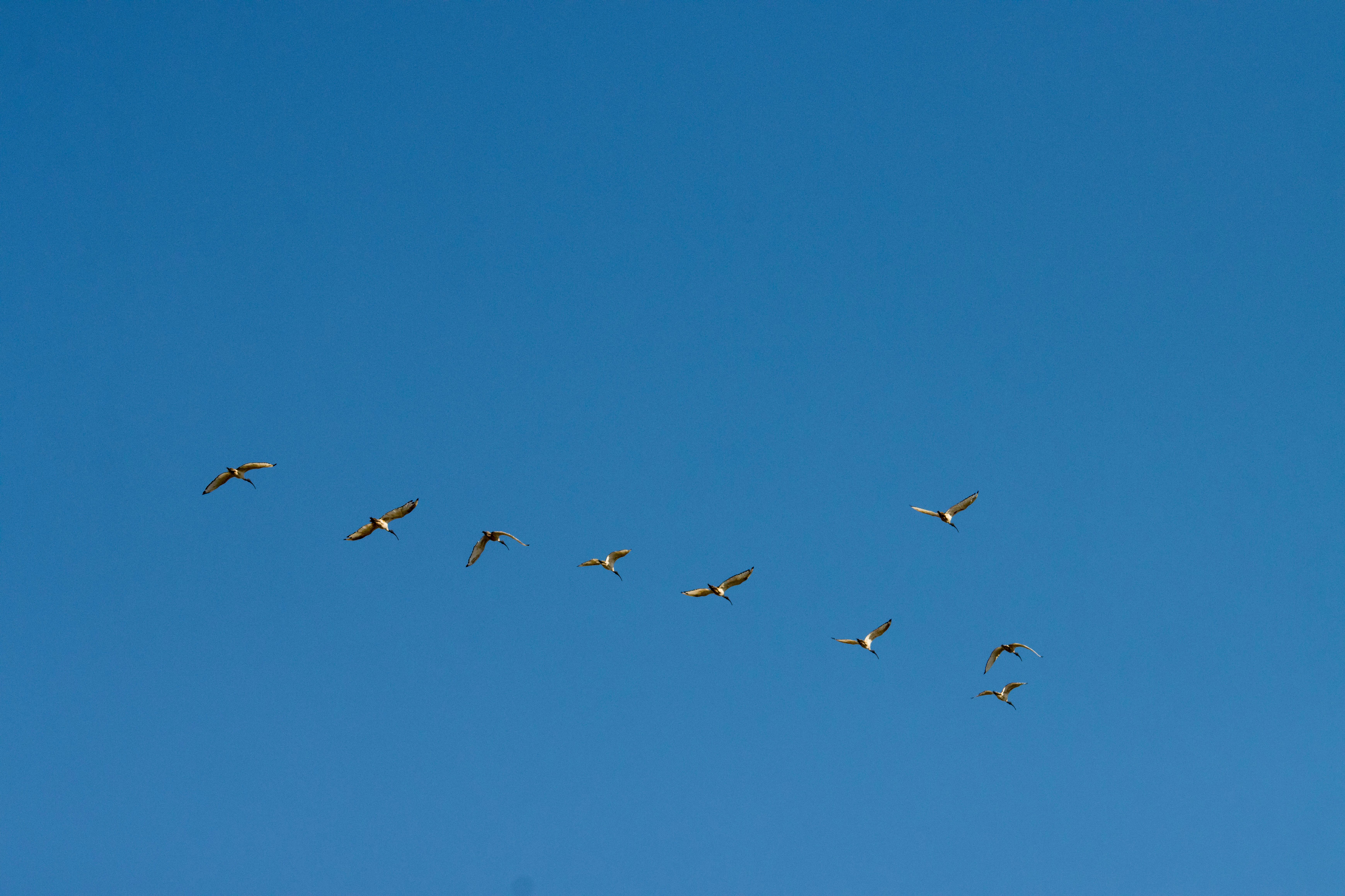 Flock of Birds Flying Across Clear Blue Sky · Free Stock Photo
