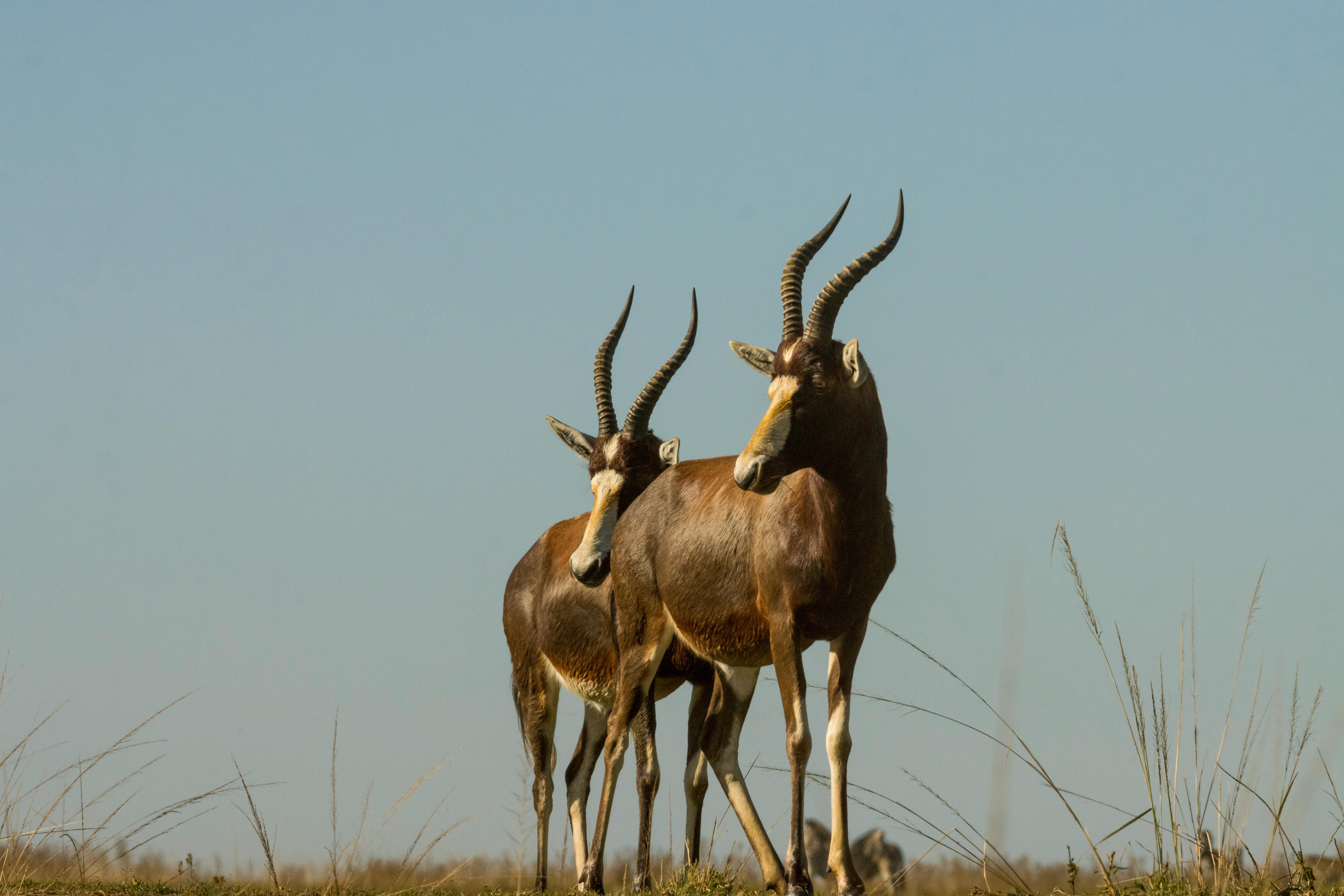 Springbok Photos, Download The BEST Free Springbok Stock Photos & HD Images