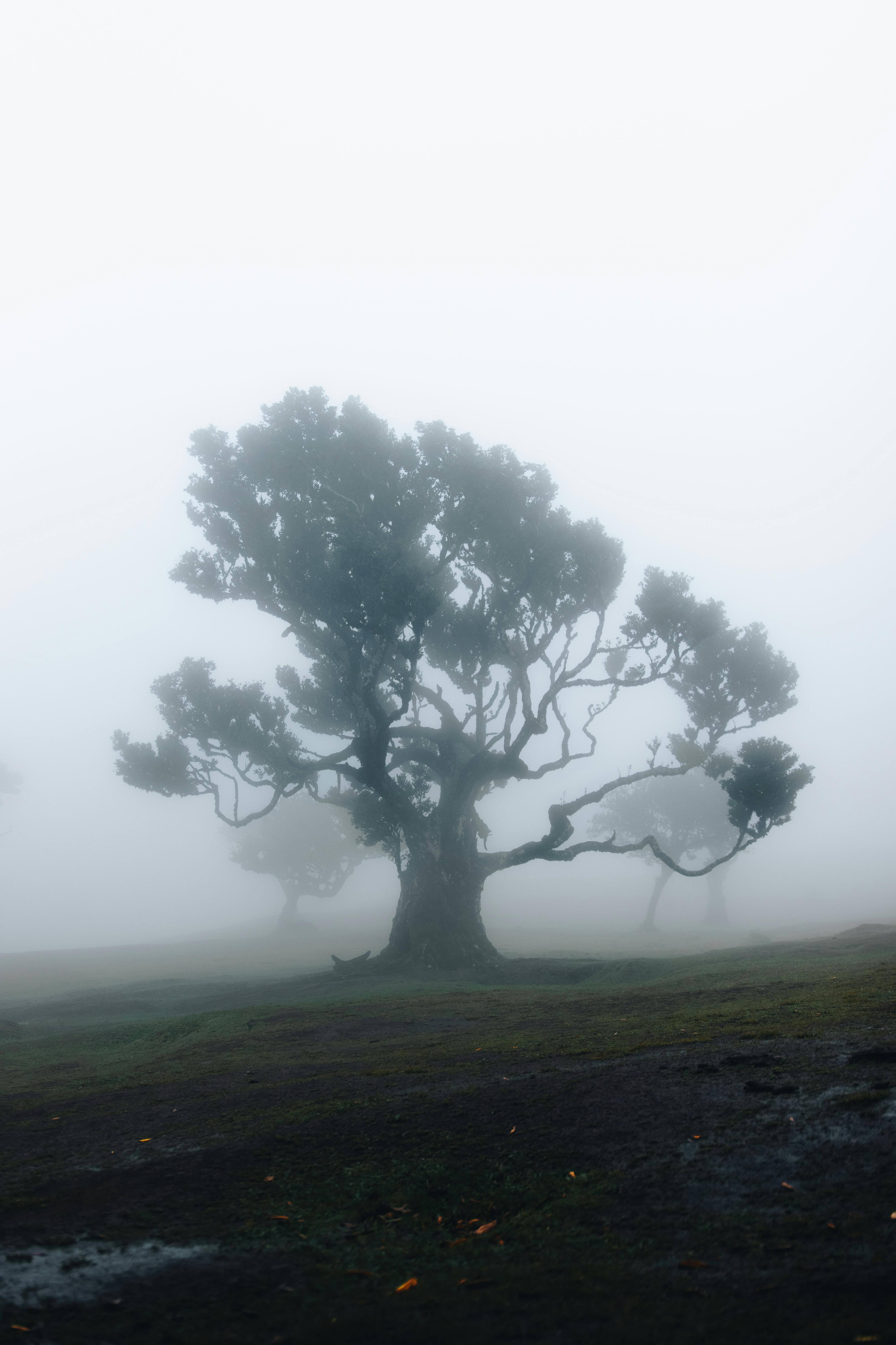 Damp Forest Photos, Download The BEST Free Damp Forest Stock Photos ...