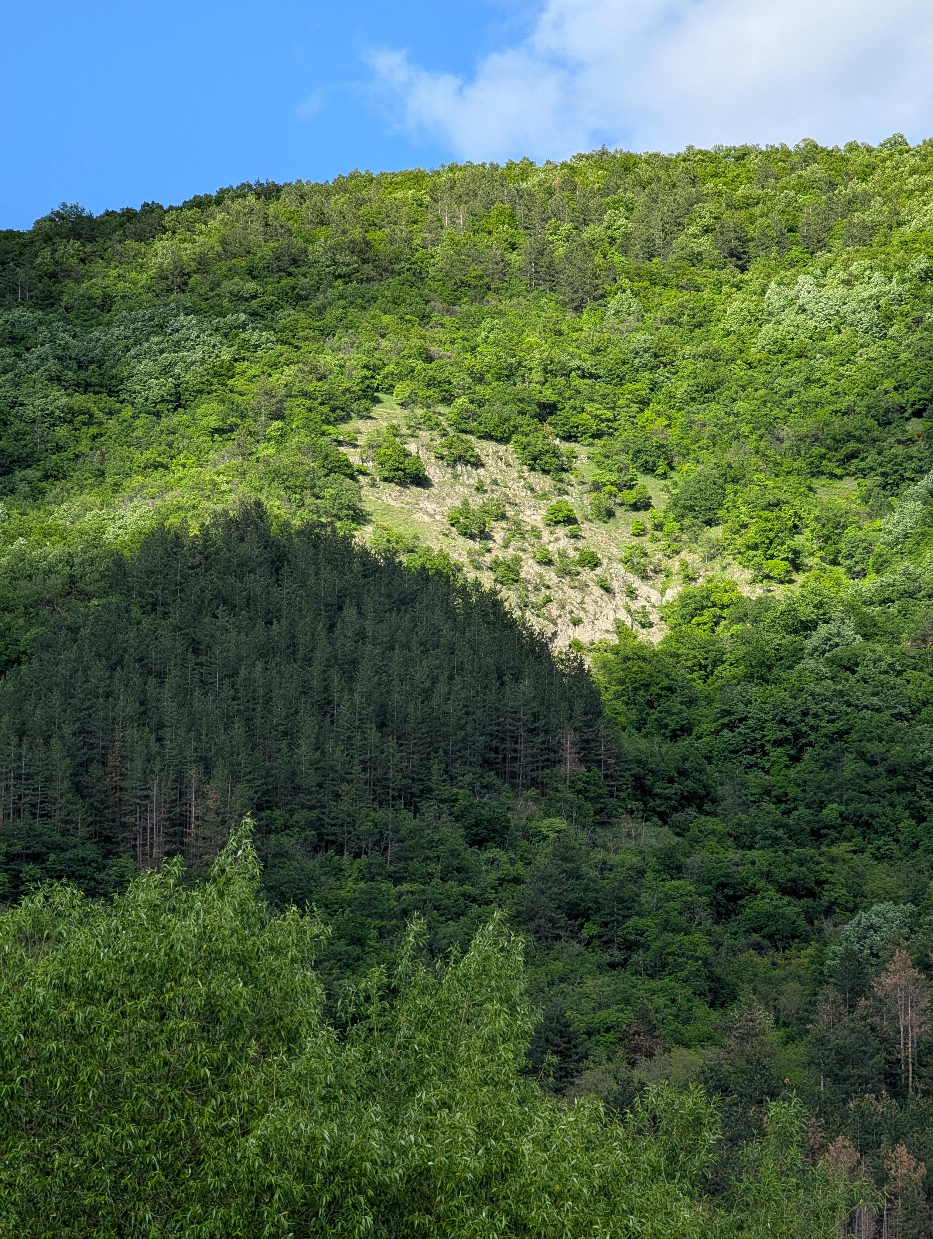 Lush Green Forest on Mountain Slope · Free Stock Photo