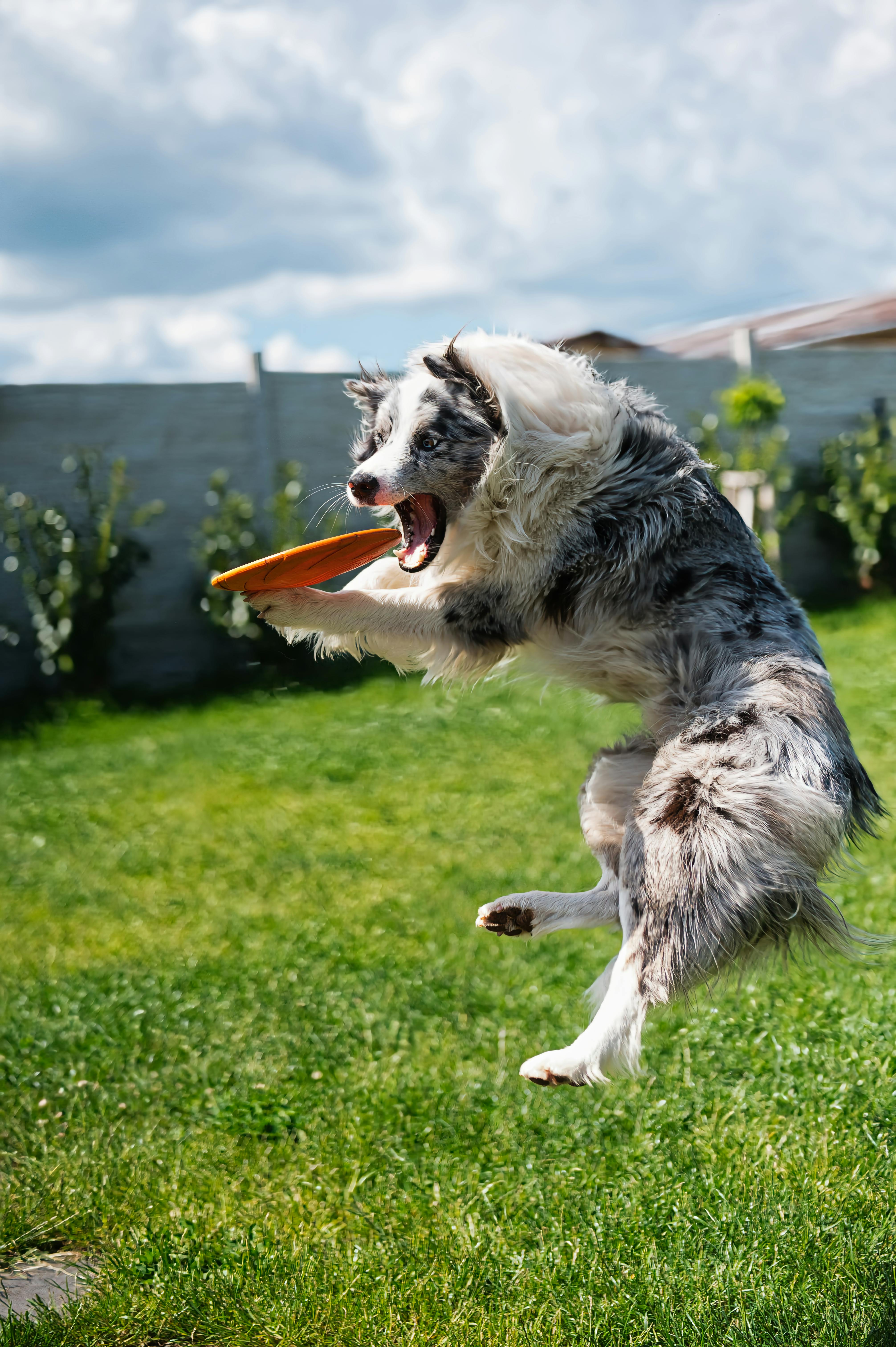 Frisbee Photos, Download The BEST Free Frisbee Stock Photos & HD Images
