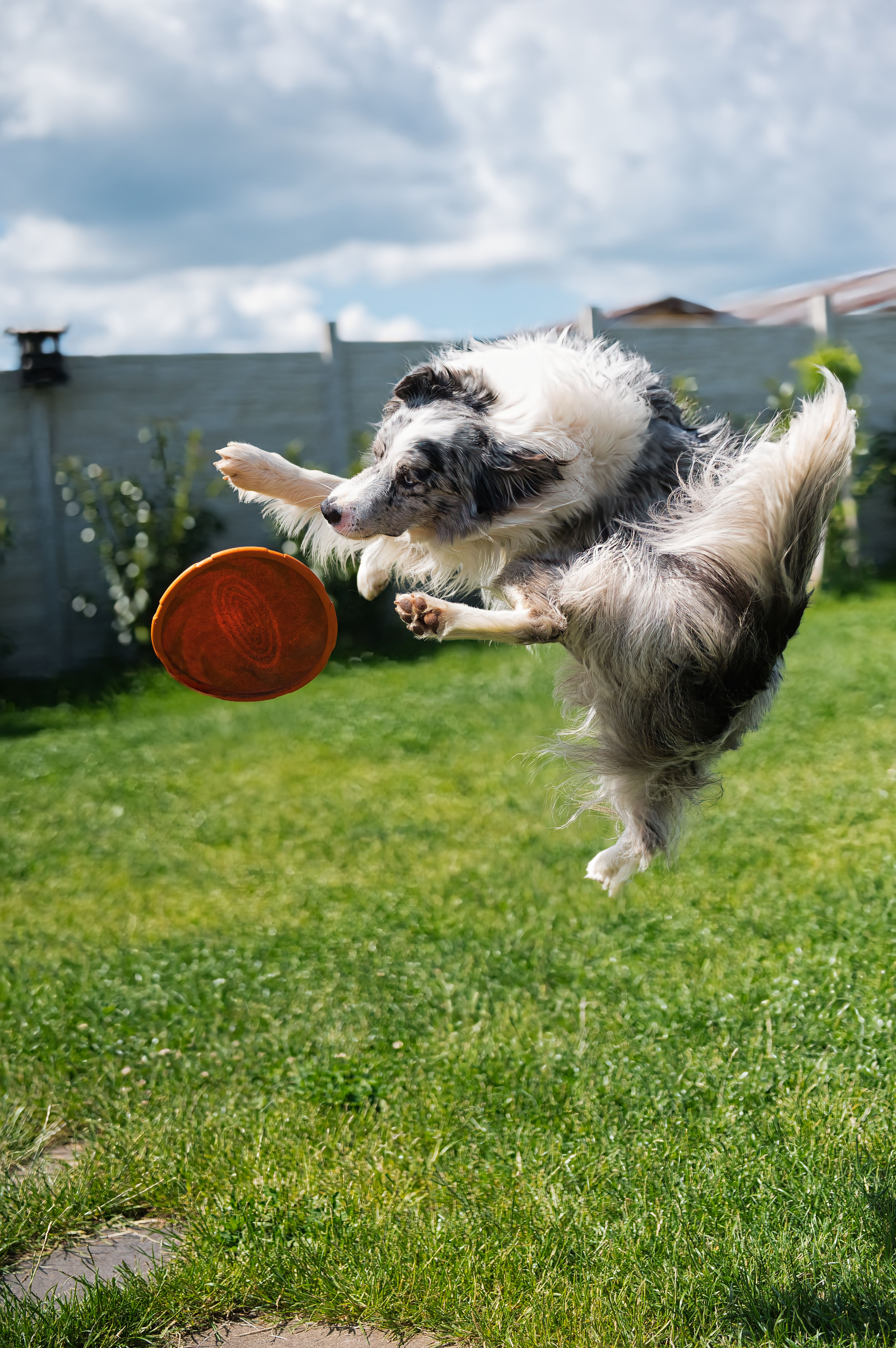 Energetic Border Collie Leaping for Frisbee Outdoors · Free Stock Photo