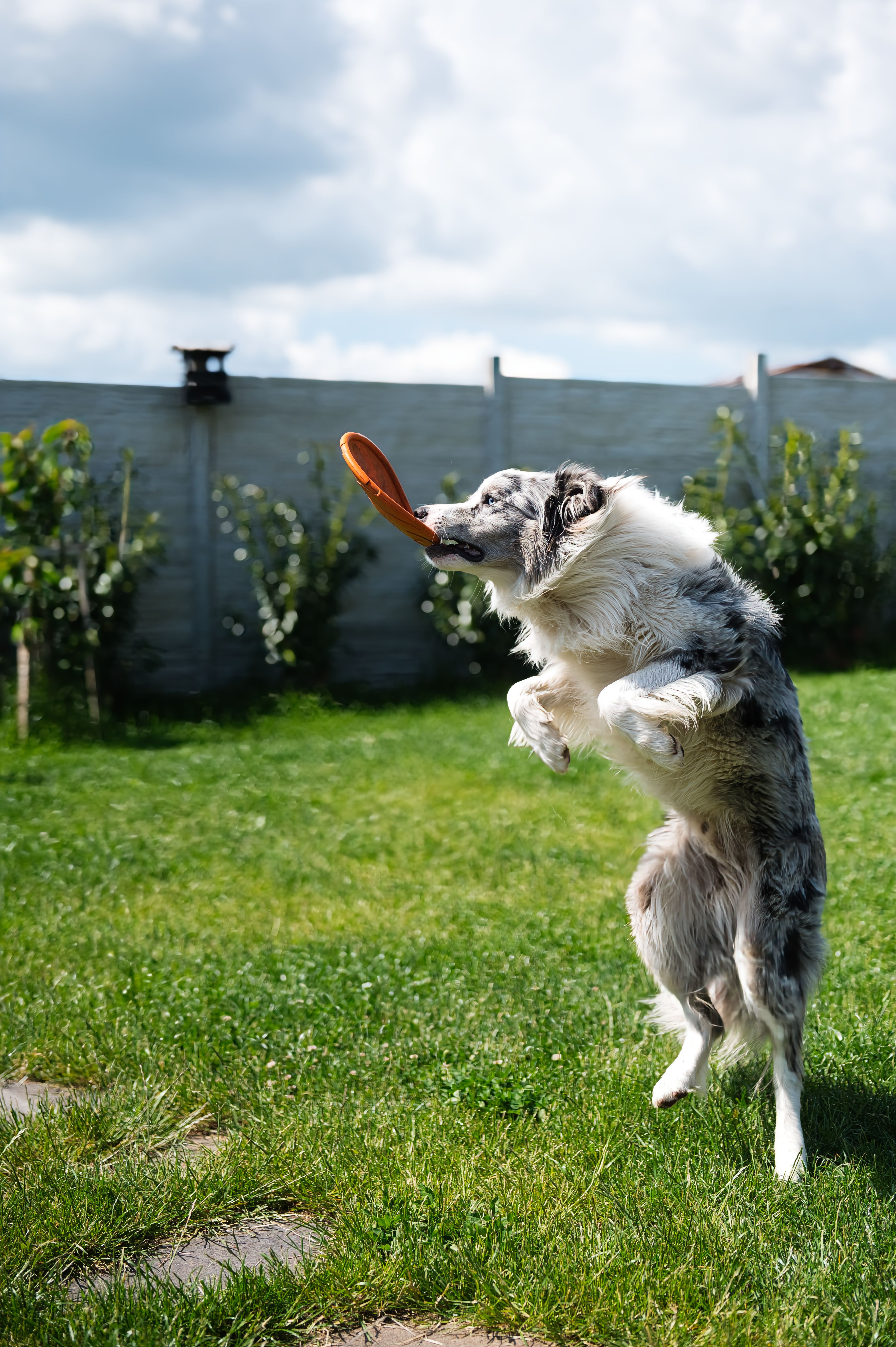 Energetic Border Collie Leaping with Frisbee · Free Stock Photo
