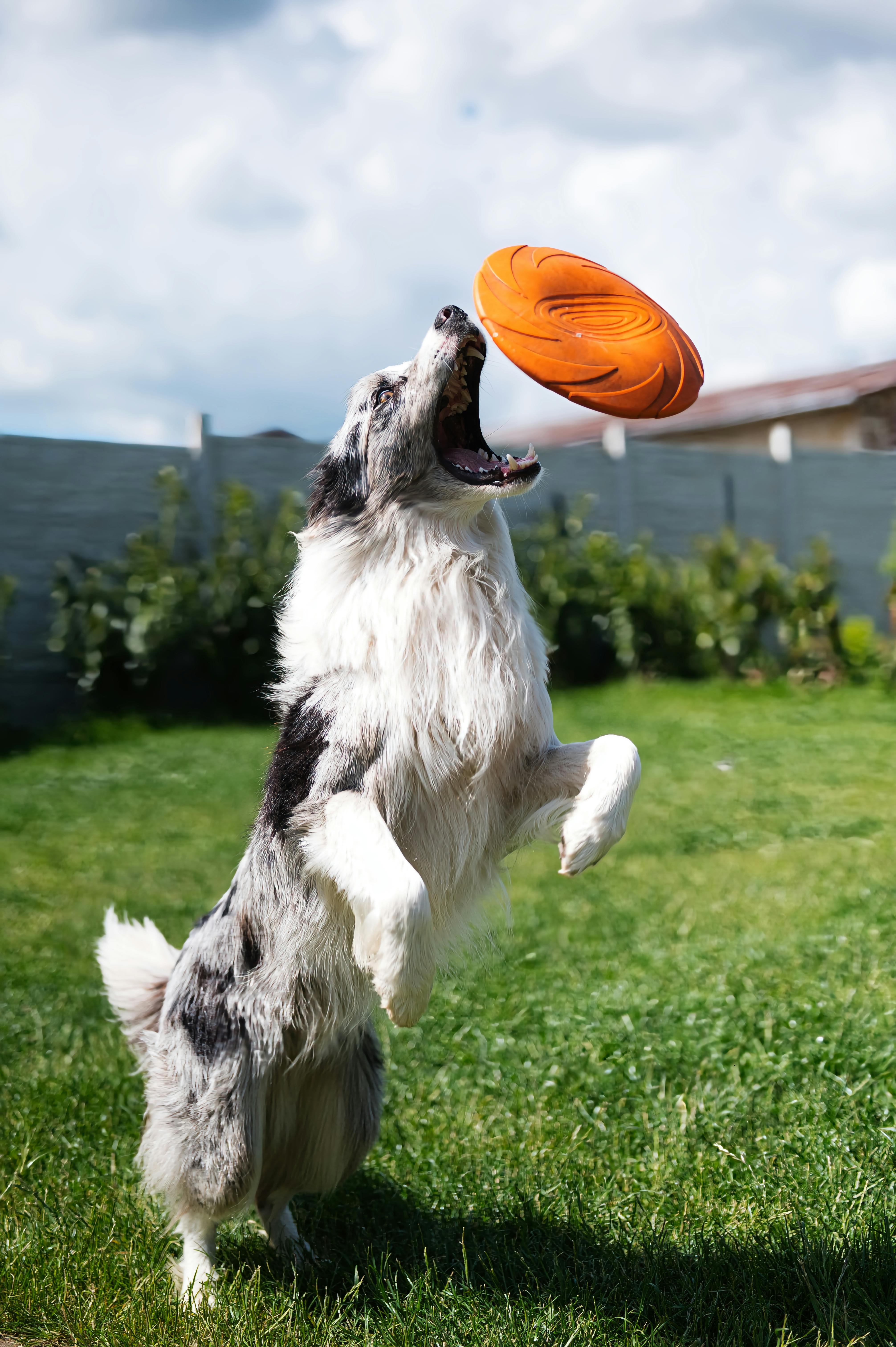Energetic Border Collie Catching Frisbee Outdoors · Free Stock Photo