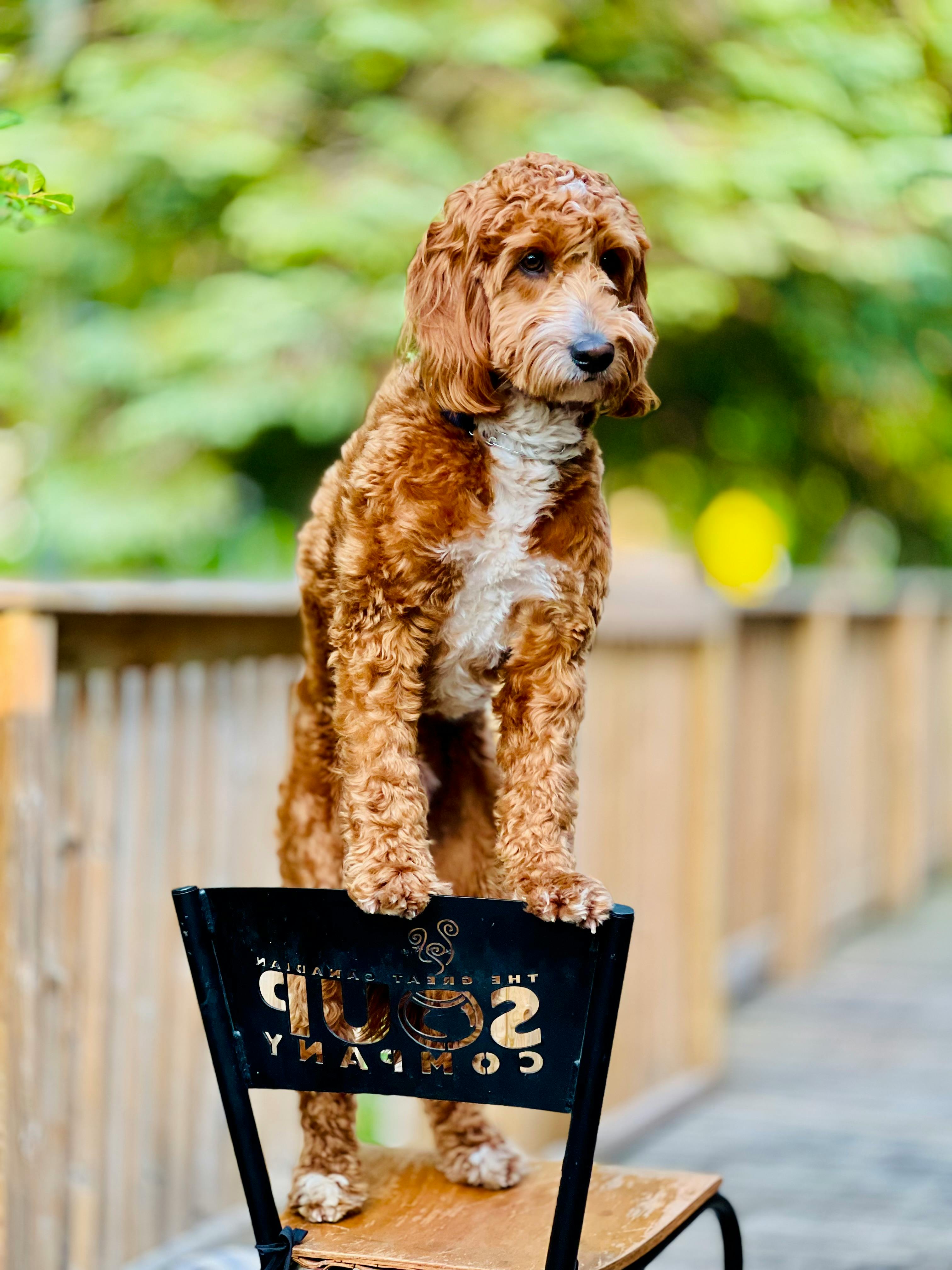 Brown Labradoodle Standing on Chair Outdoors · Free Stock Photo
