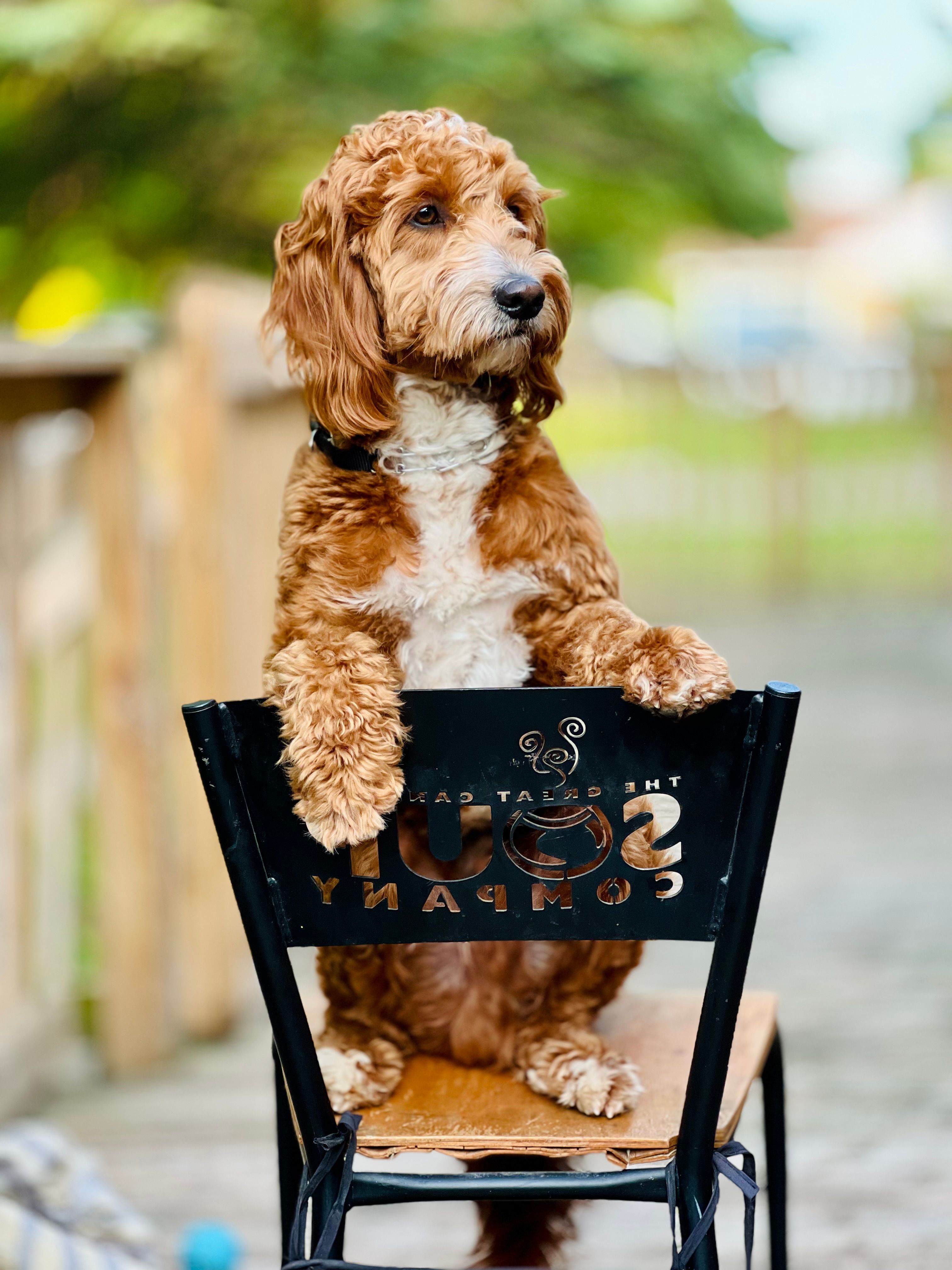 Middelalderlig Dog Photos, Download The BEST Free Middelalderlig Dog ...