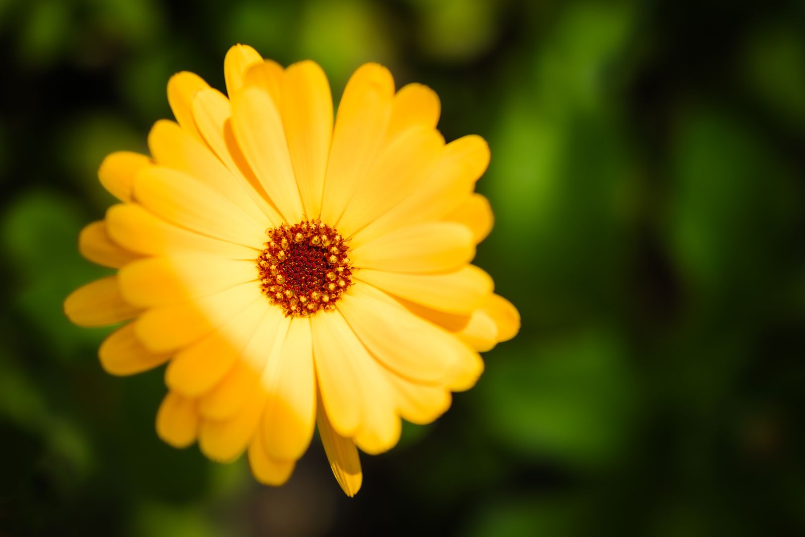 Flower Portrait Photos, Download The BEST Free Flower Portrait Stock ...