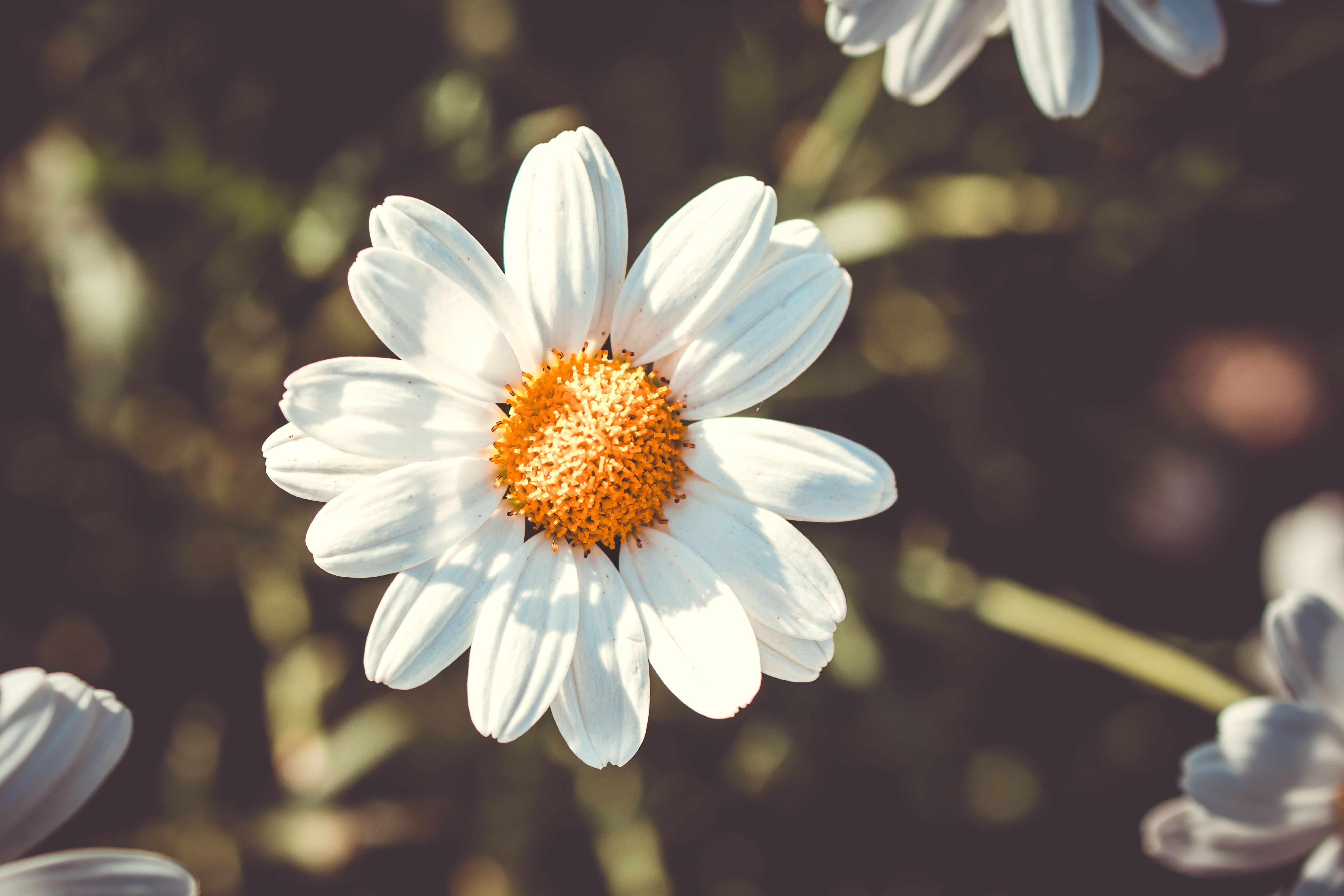 Close-up of Blooming White Daisy in Sunlight · Free Stock Photo