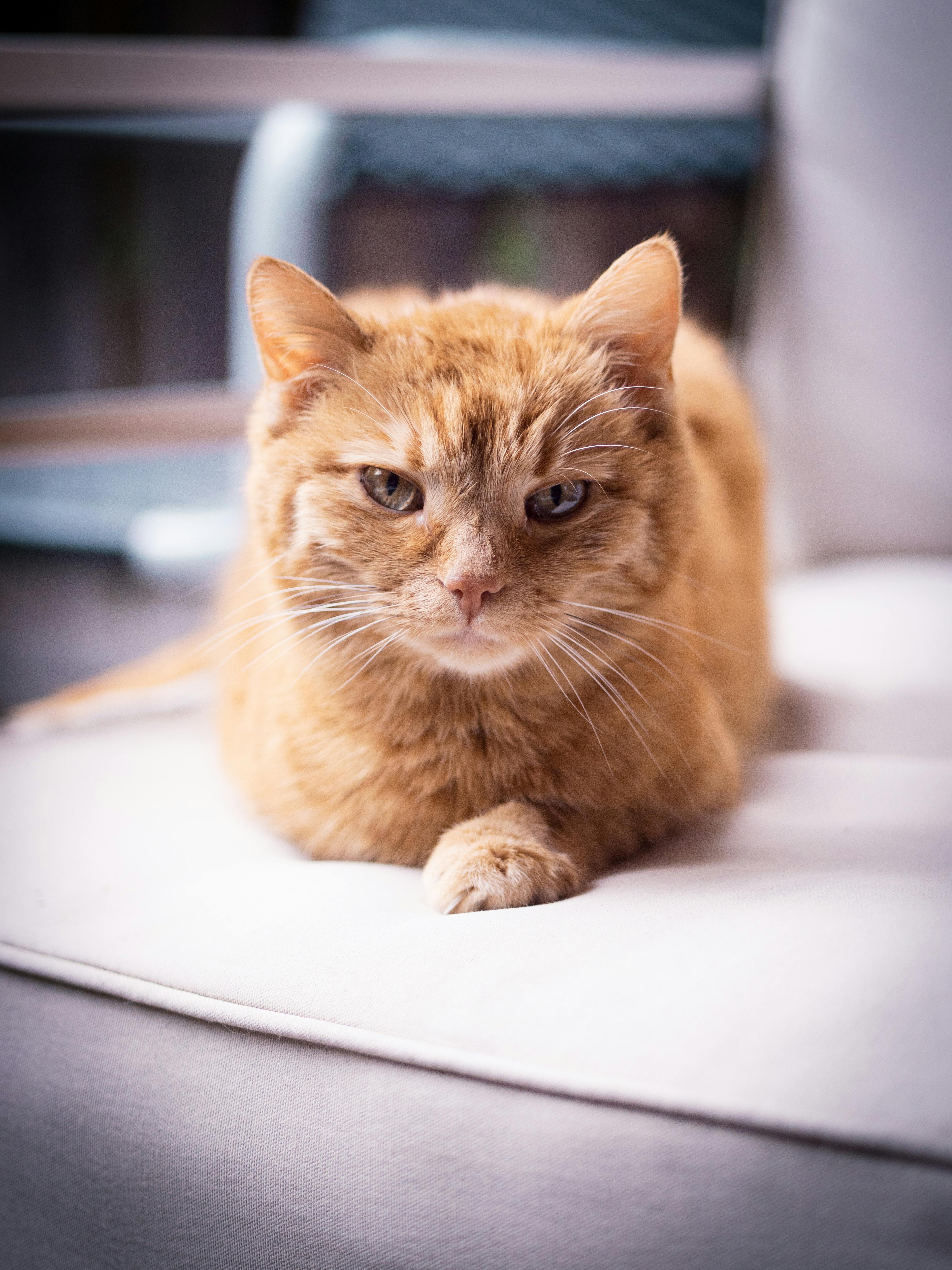 Goofy Ahh Cat Photos, Download The BEST Free Goofy Ahh Cat Stock Photos ...