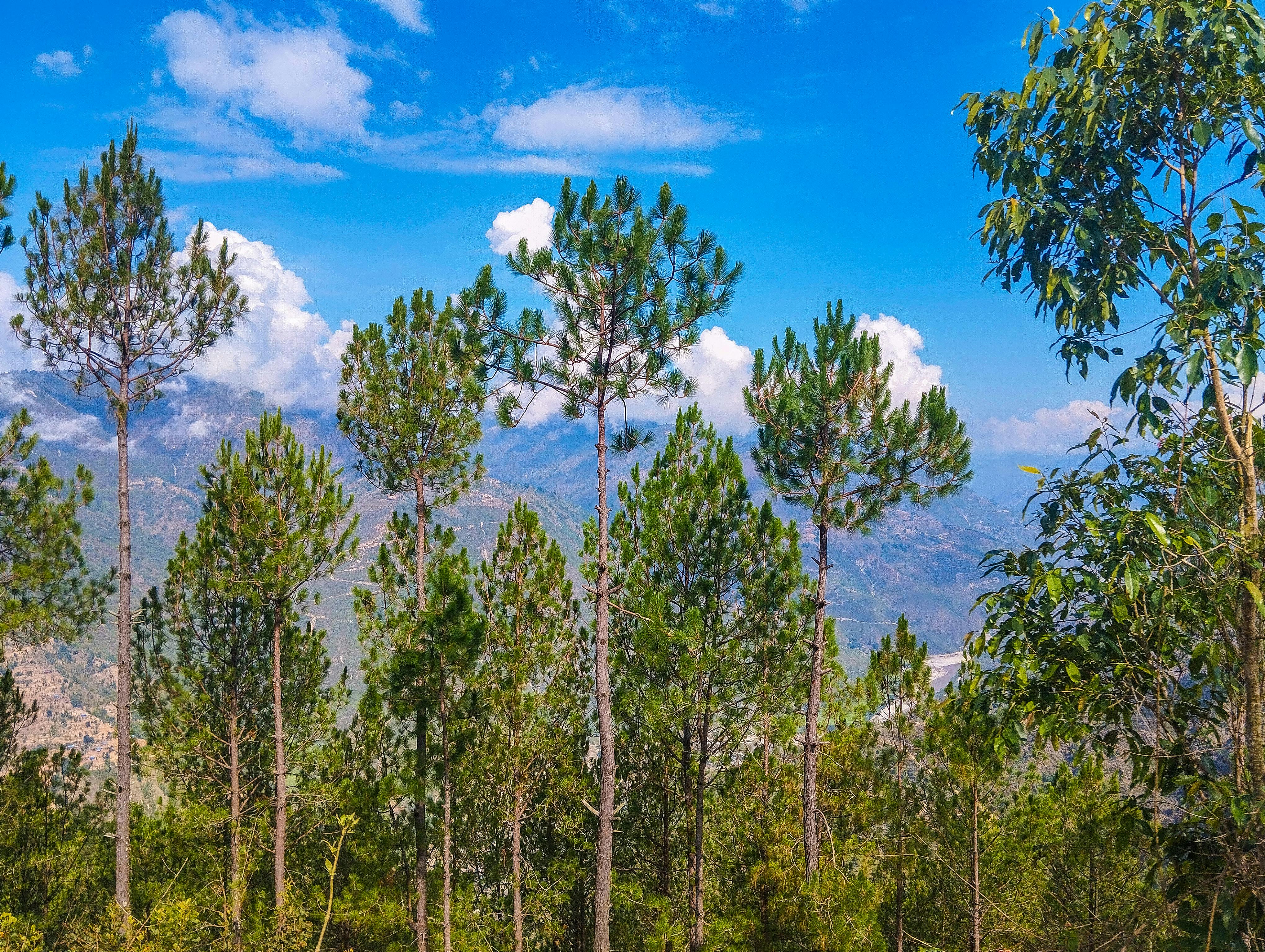 Scenic Himalayan Forest View in Koshi Province · Free Stock Photo