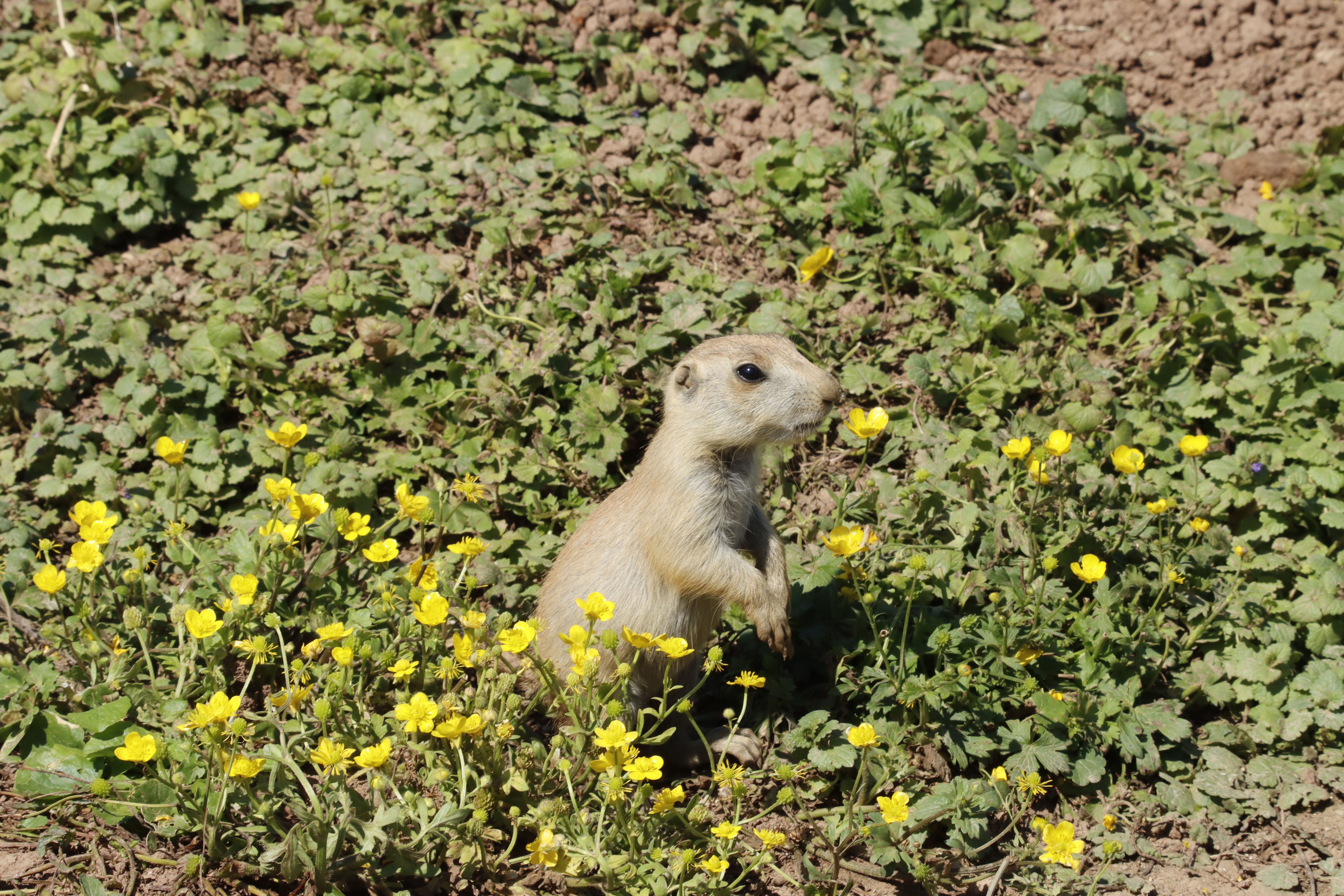Prairie Dog Among Yellow Wildflowers in Spring · Free Stock Photo