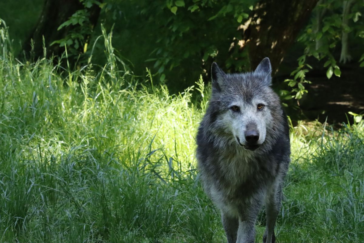Canadian Timber Wolf: A Guide to Its Wild Life and Habitat
