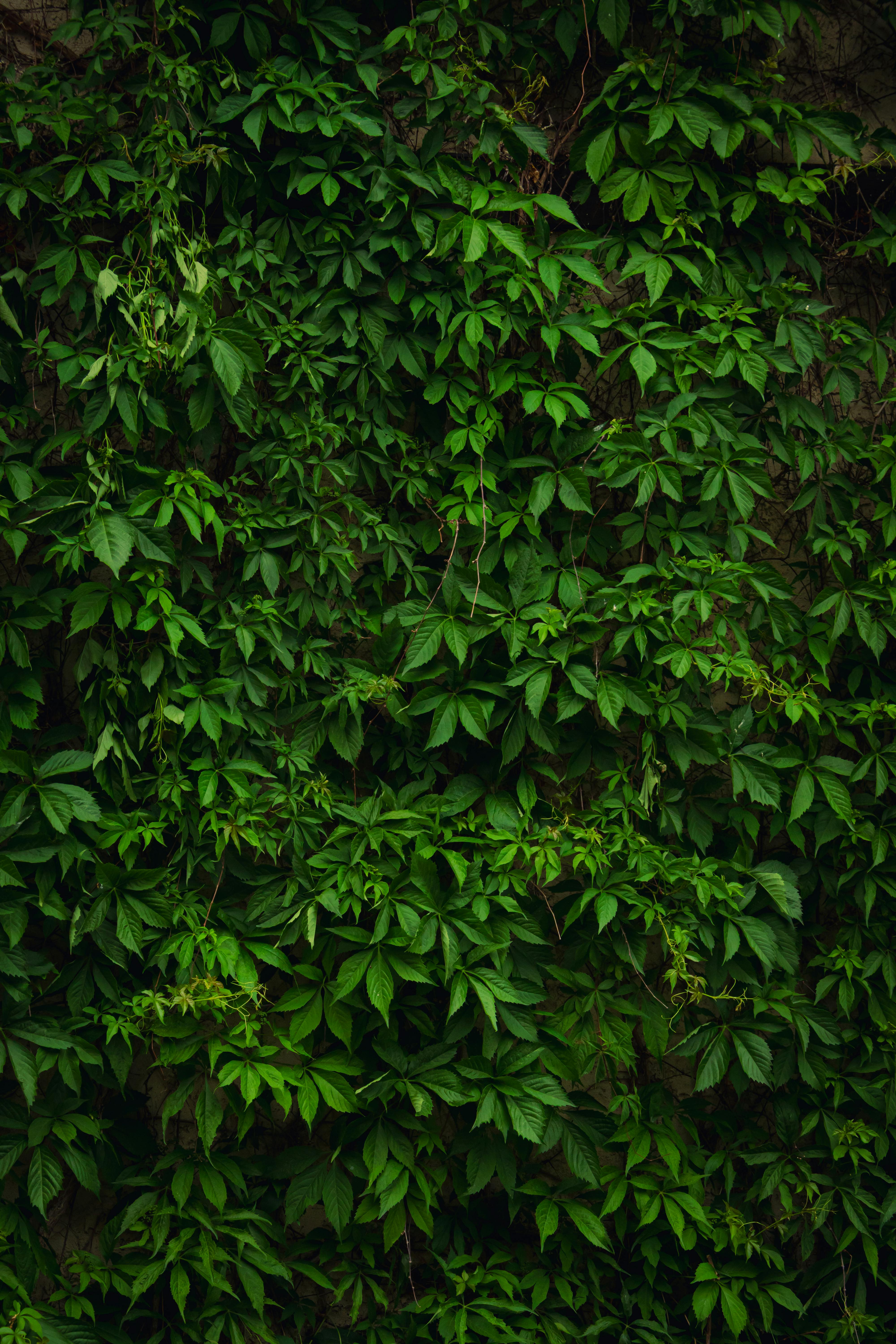 Wallpaper For Zoom Meetings Garden Wall Photos, Download The BEST Free ...