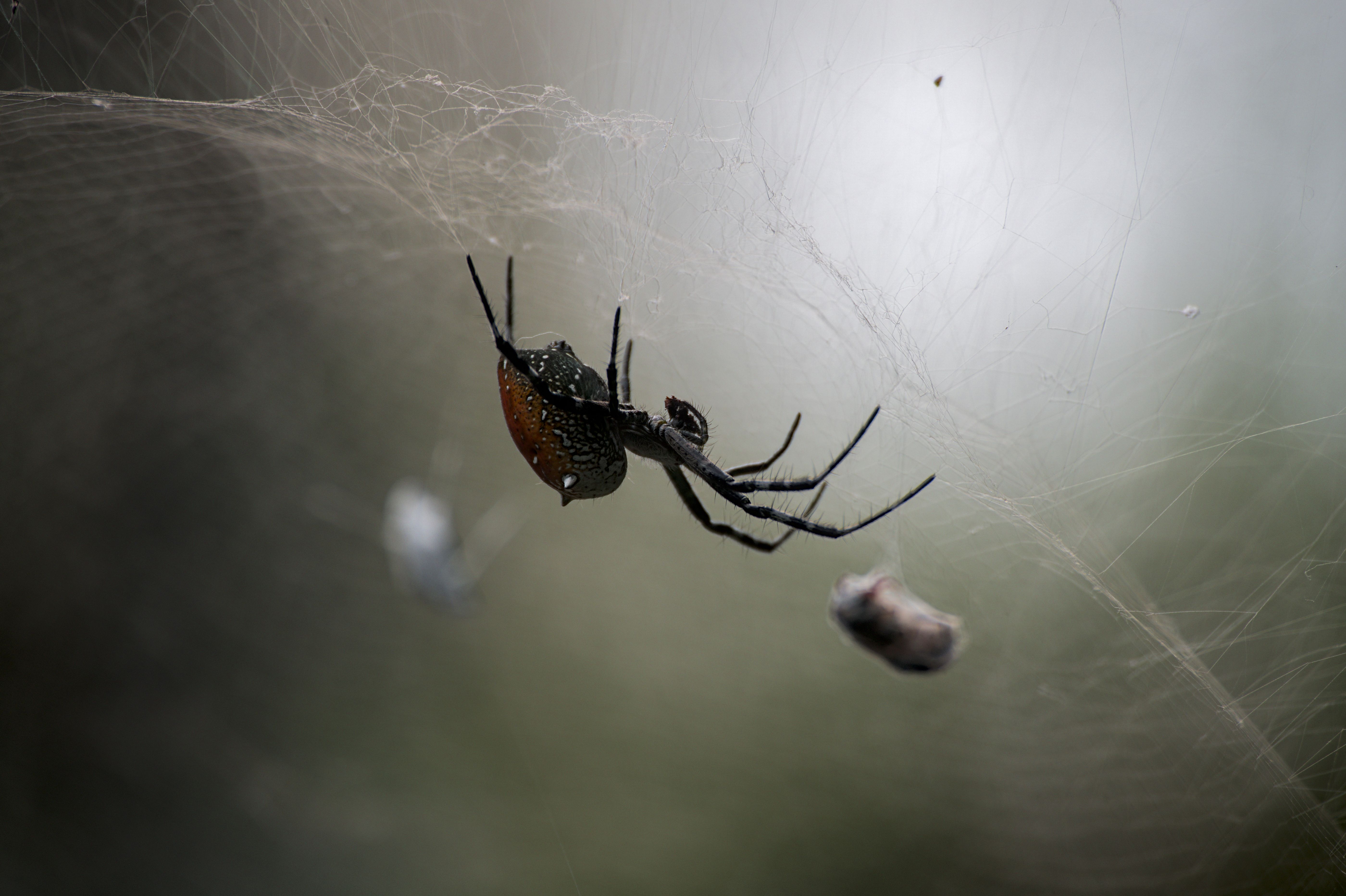 Macro Shot of Spider on Web with Prey in Nature · Free Stock Photo