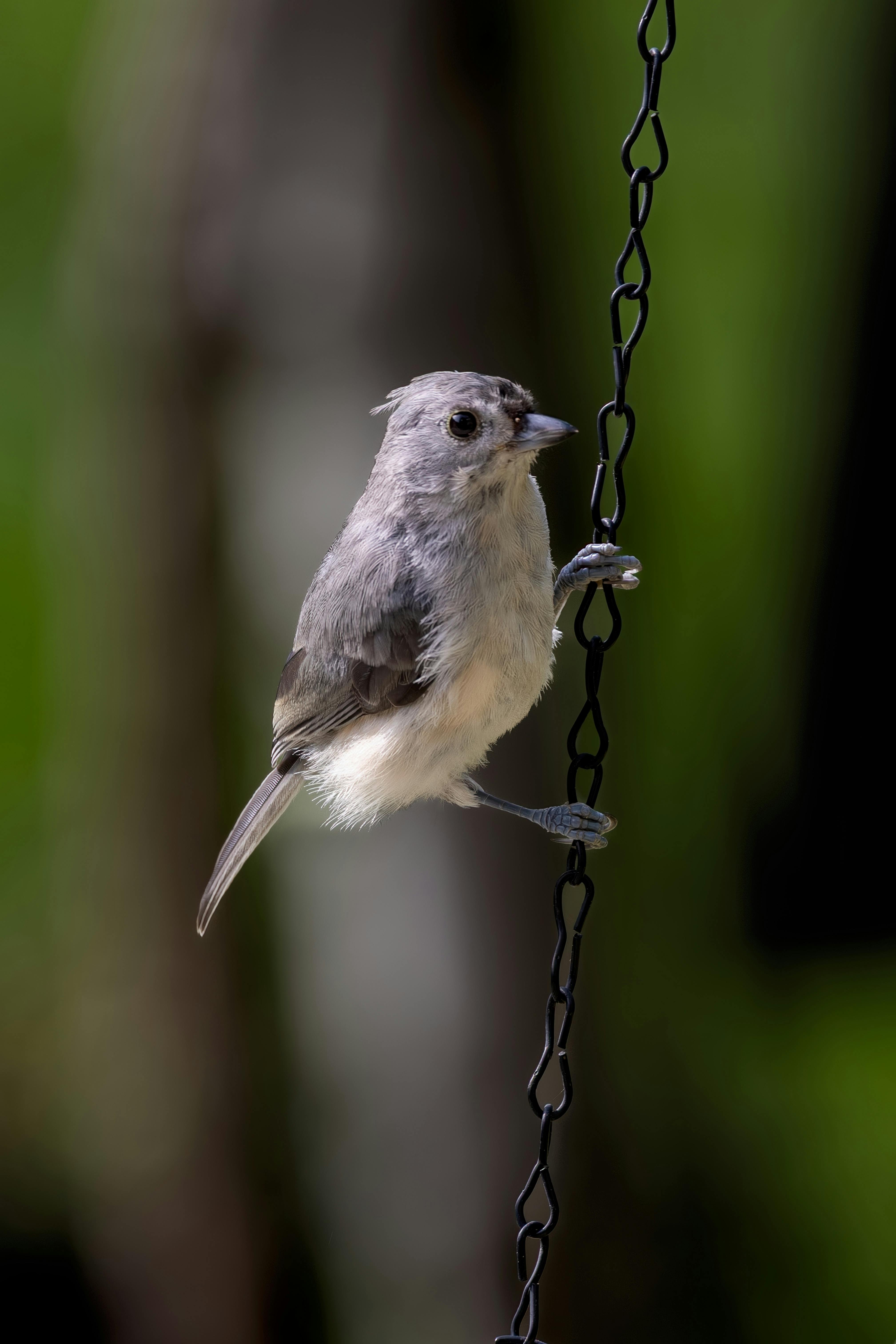 Small Animal Photos, Download The BEST Free Small Animal Stock Photos ...