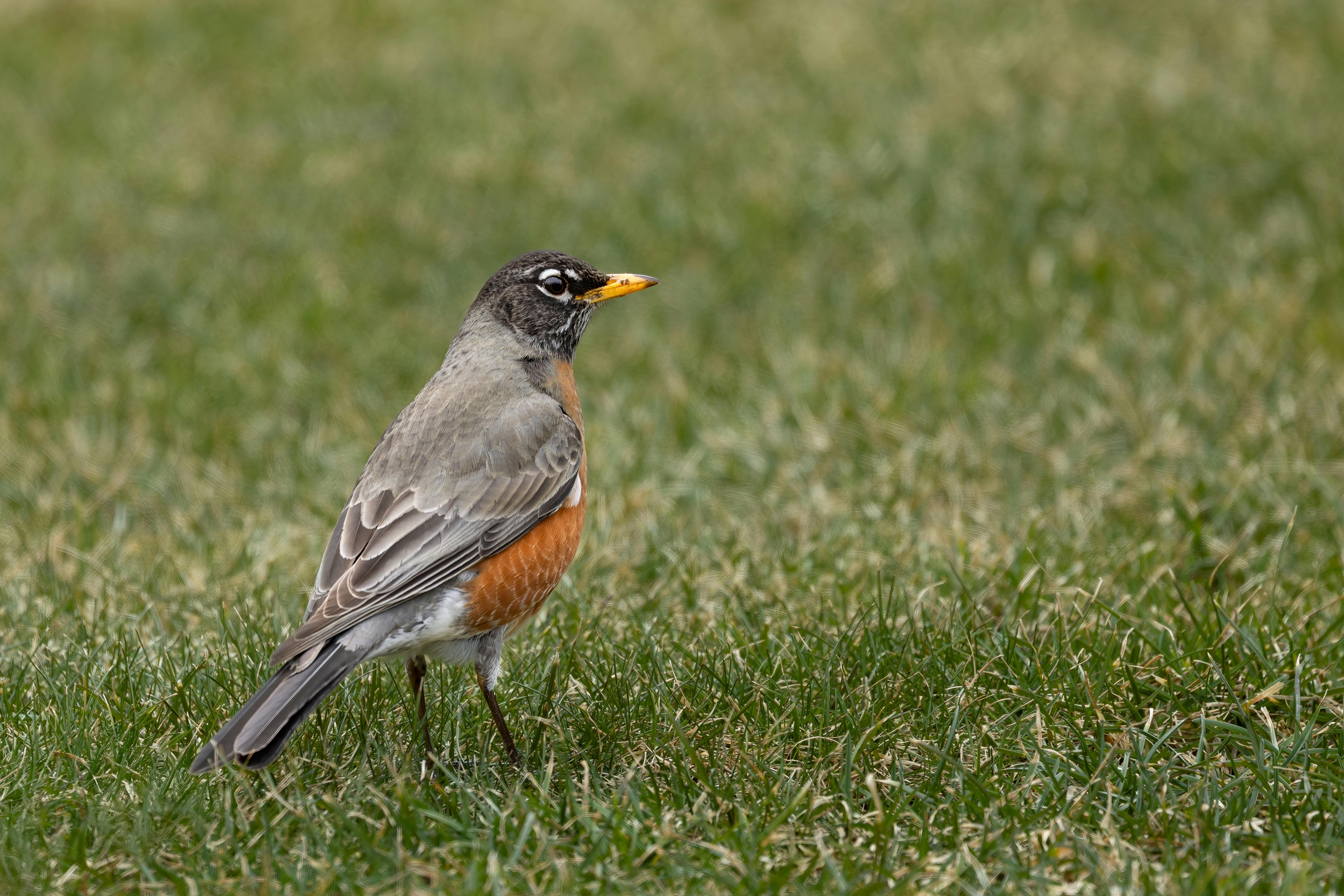 American Robin on Green Grass in Massachusetts · Free Stock Photo