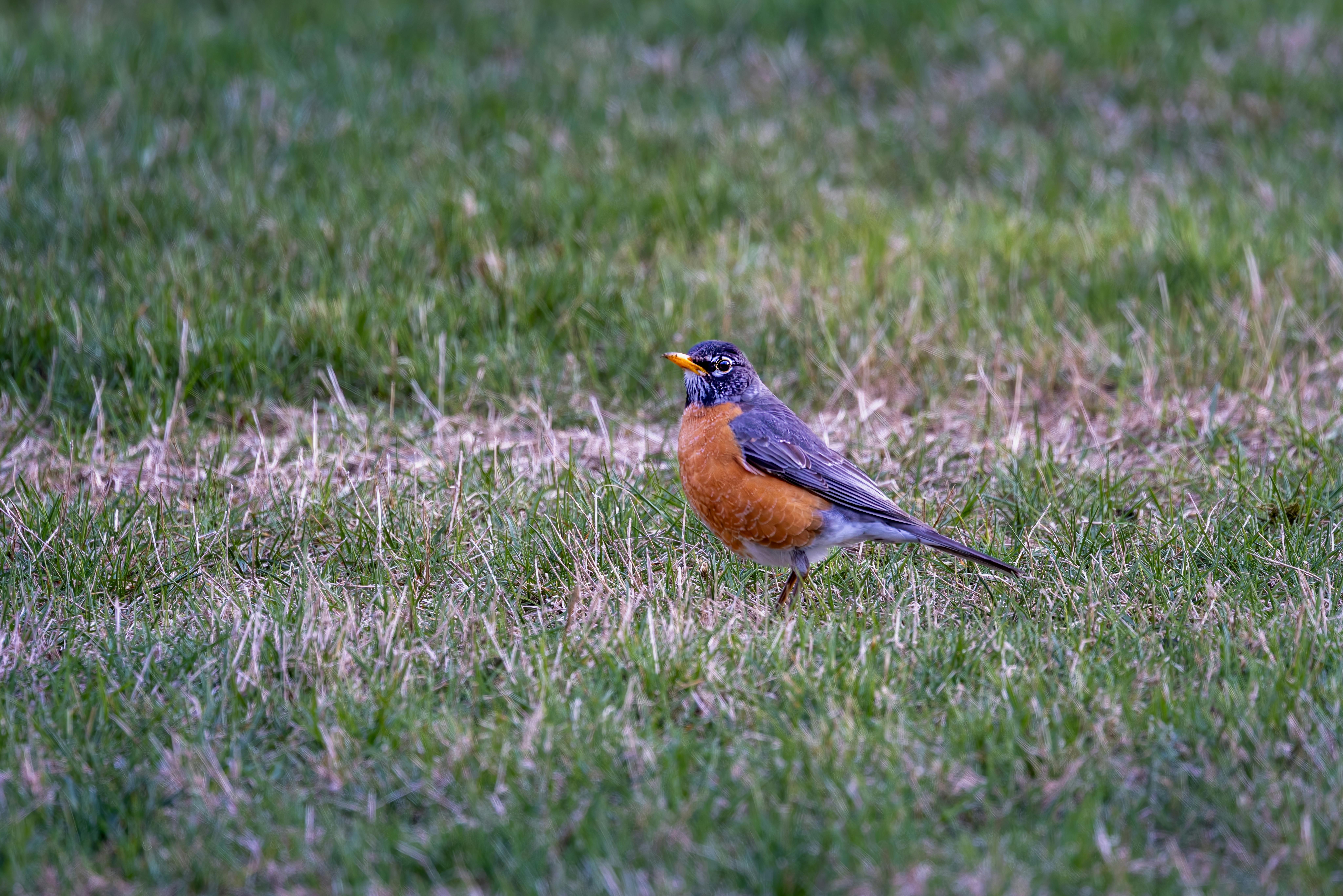 American Robin on Grass in Southborough Park · Free Stock Photo