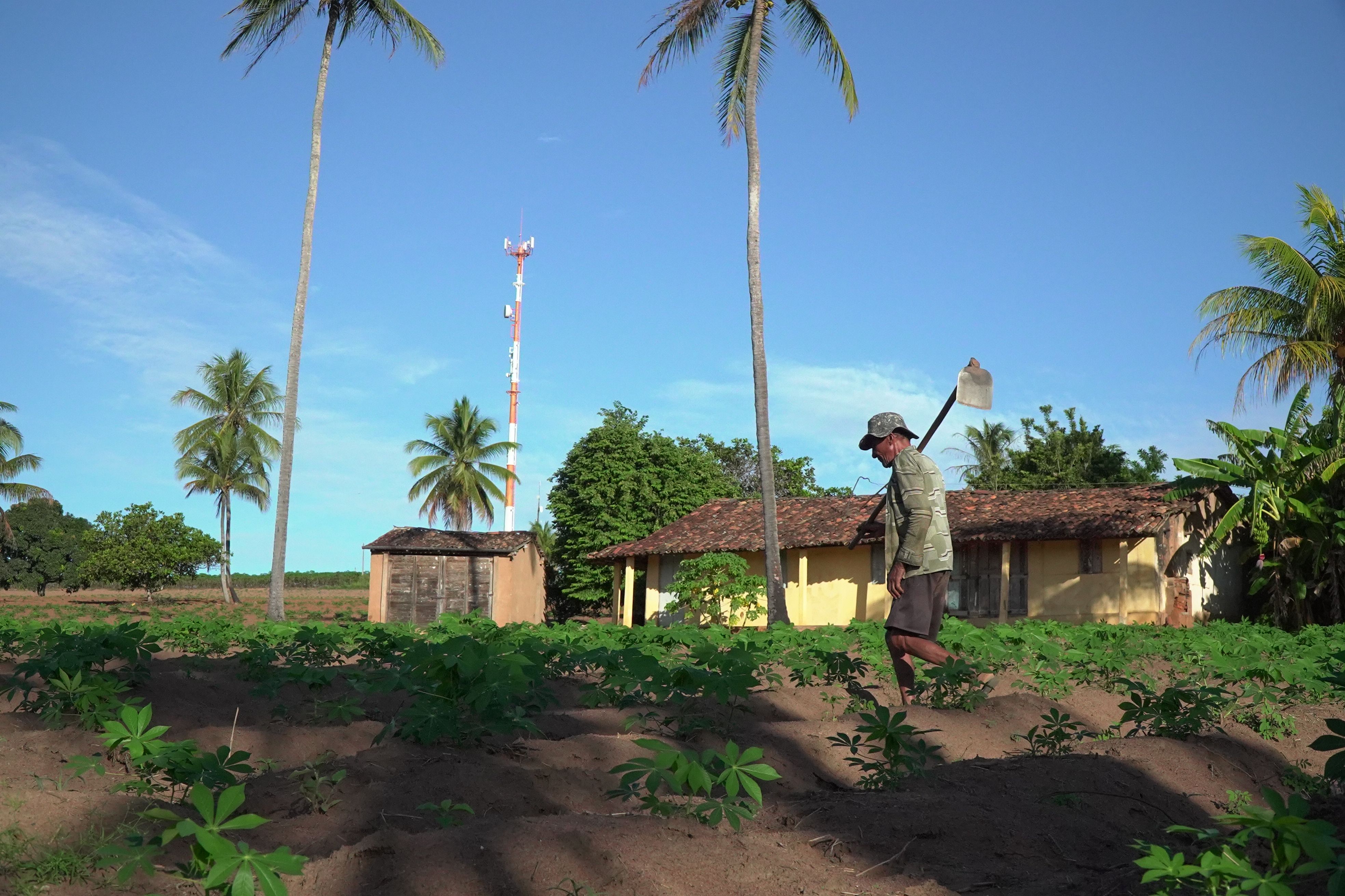 Agricultor Rural Cuidando De Plantações Em Pernambuco, Brasil · Foto ...