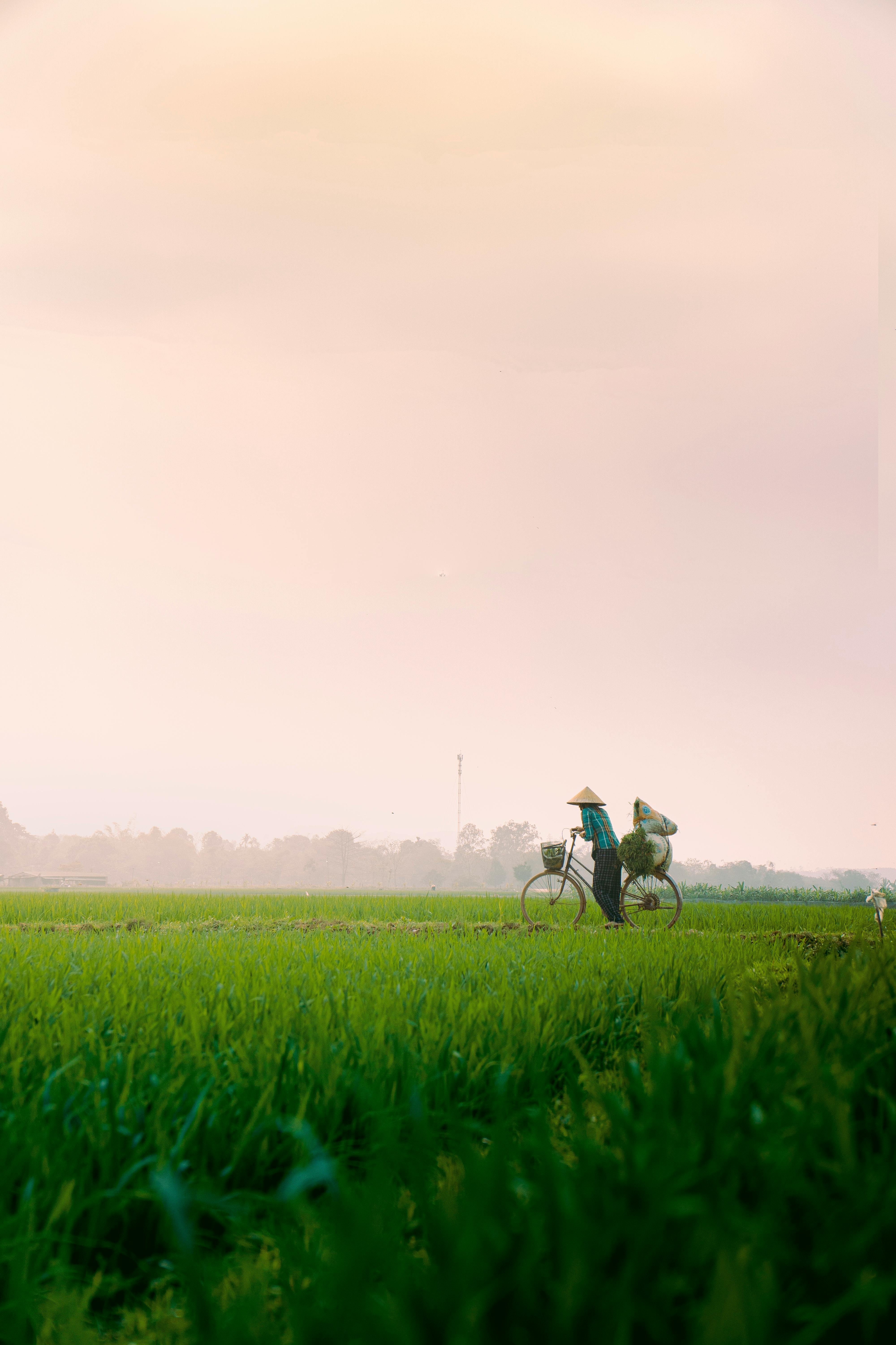 Peaceful Dawn in Vietnamese Rice Field · Free Stock Photo
