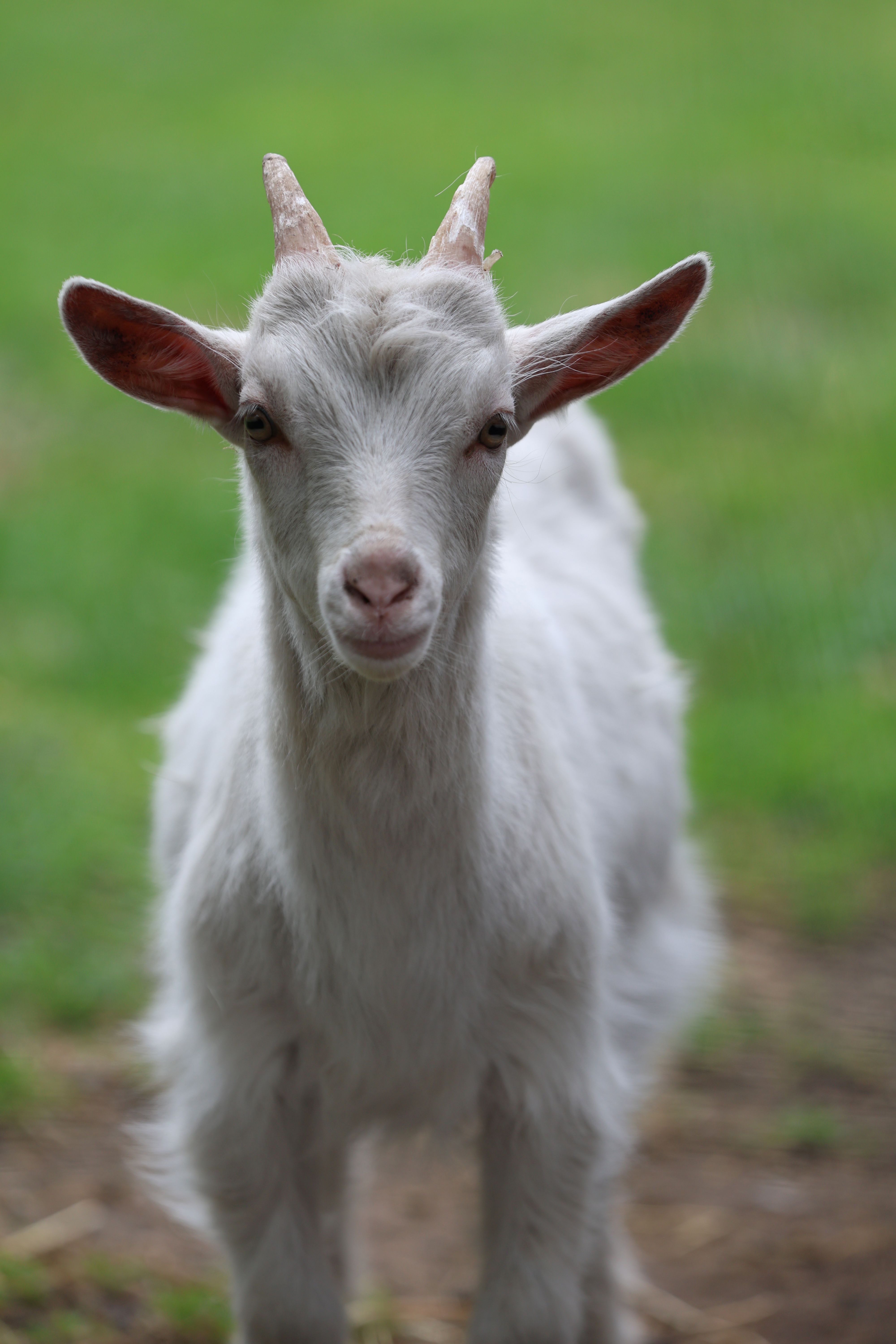 Cute Animal Photos, Download The BEST Free Cute Animal Stock Photos ...