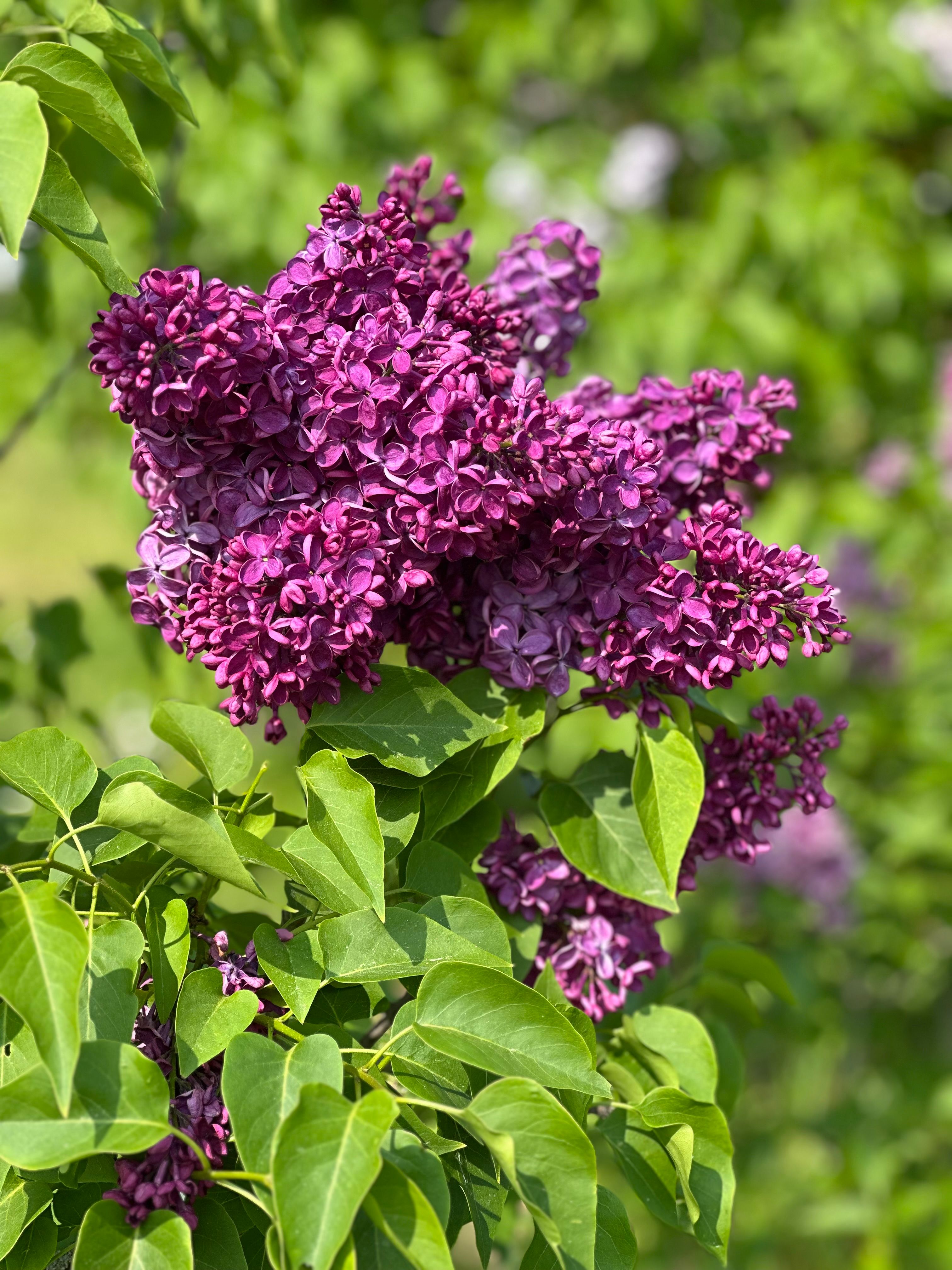 Lilac Eg Photos, Download The BEST Free Lilac Eg Stock Photos & HD Images