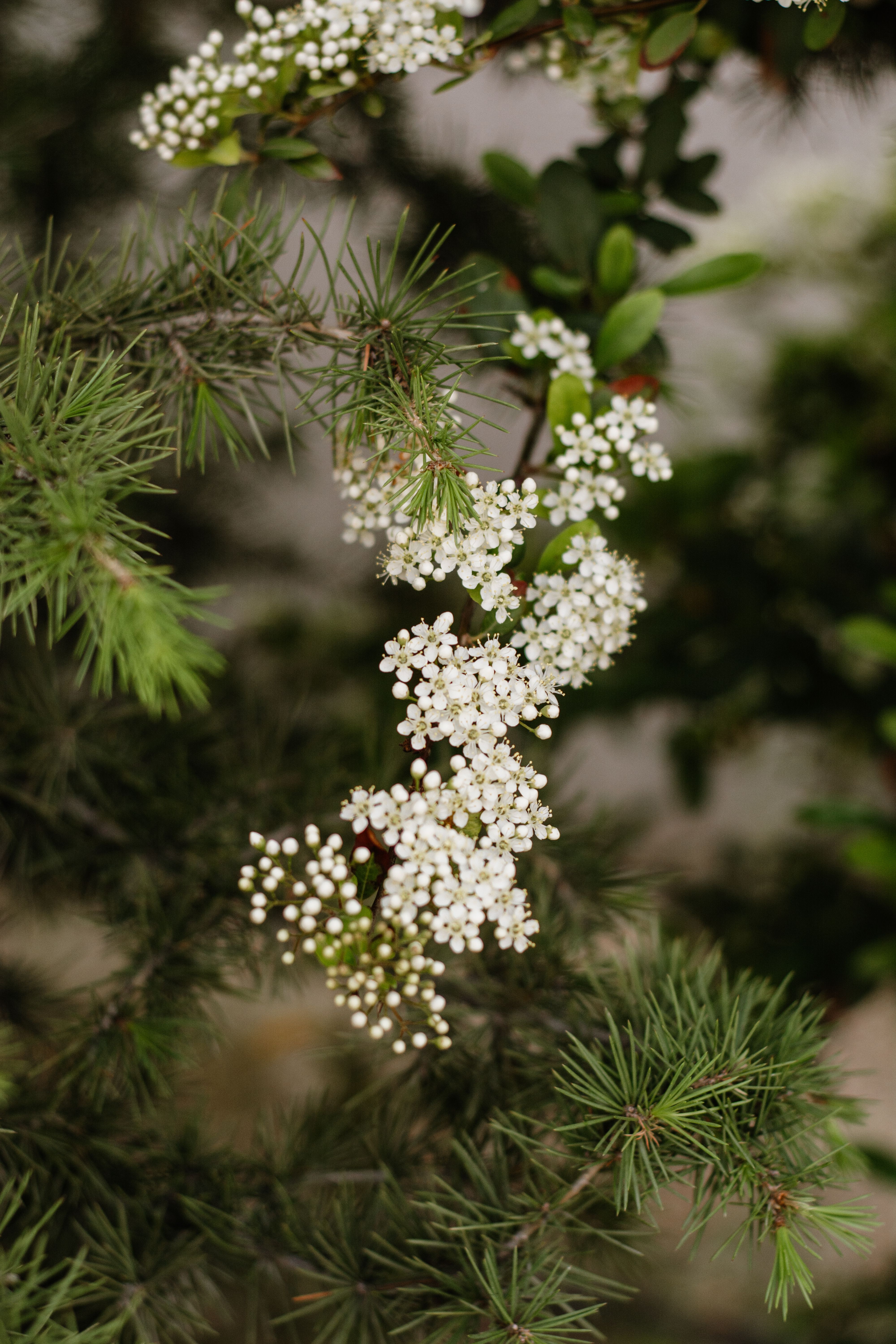 Close-up of White Flowers on Pine Branch · Free Stock Photo