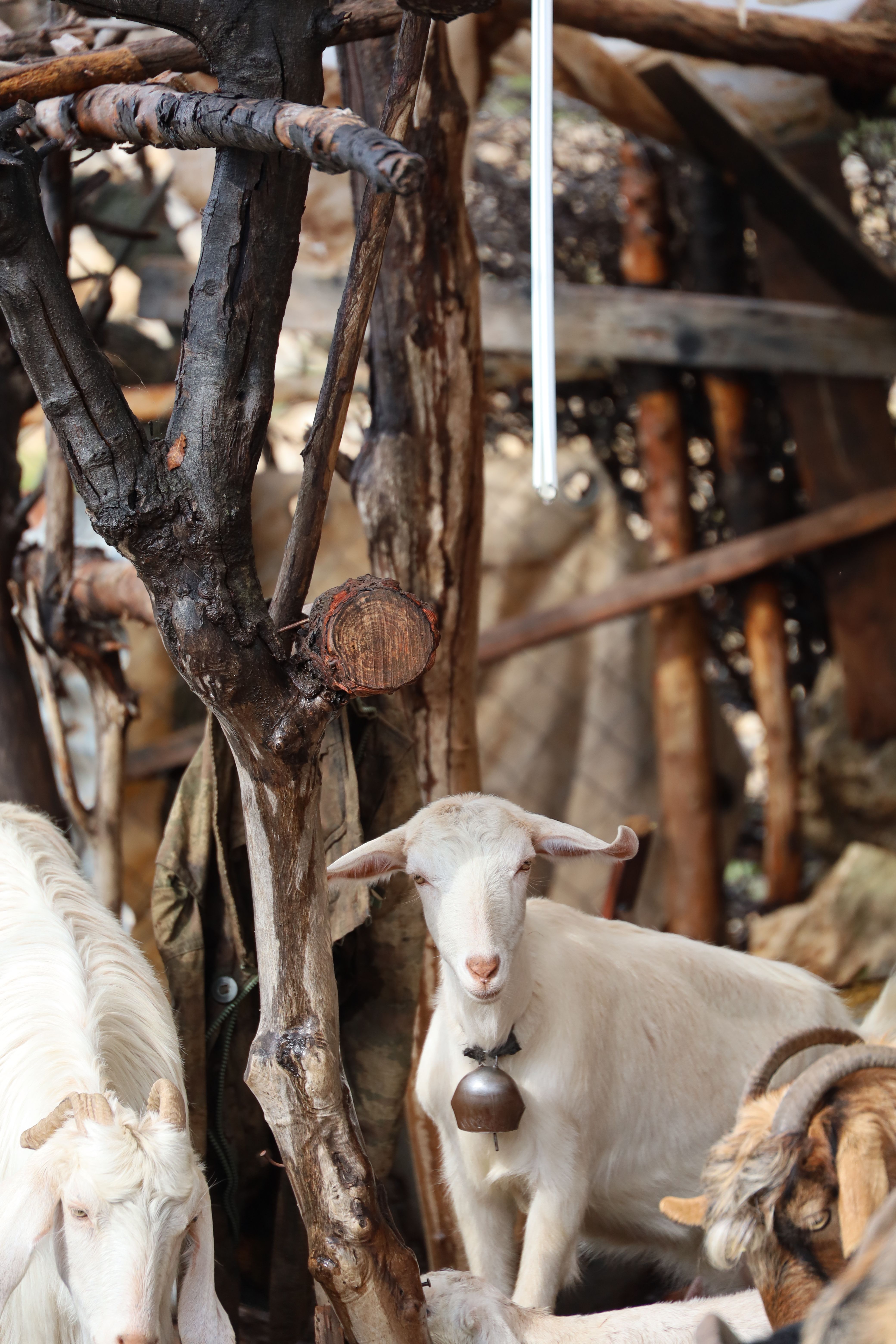Herd Of Goat Photos, Download The BEST Free Herd Of Goat Stock Photos ...