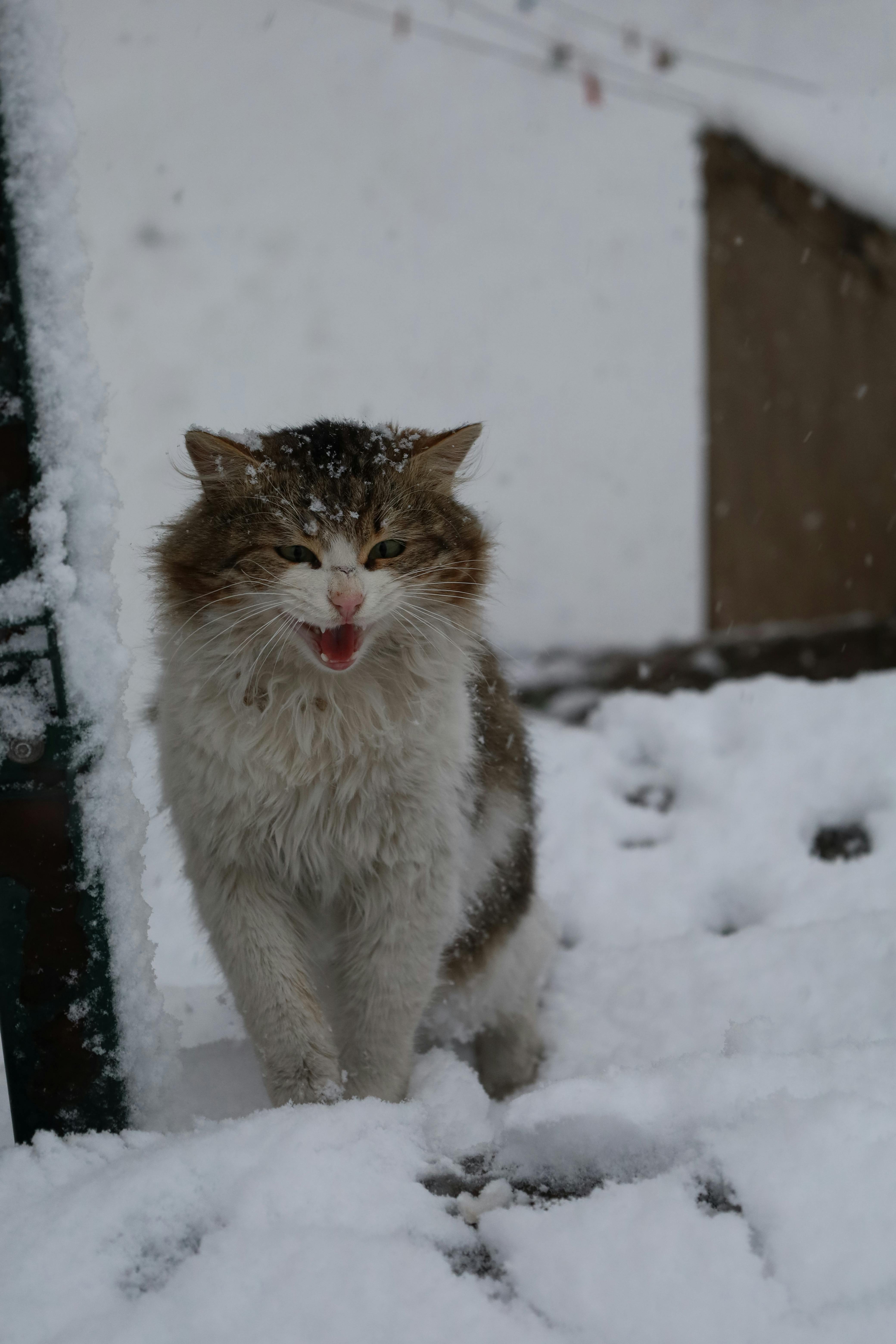 Cold December Photos, Download The BEST Free Cold December Stock Photos ...