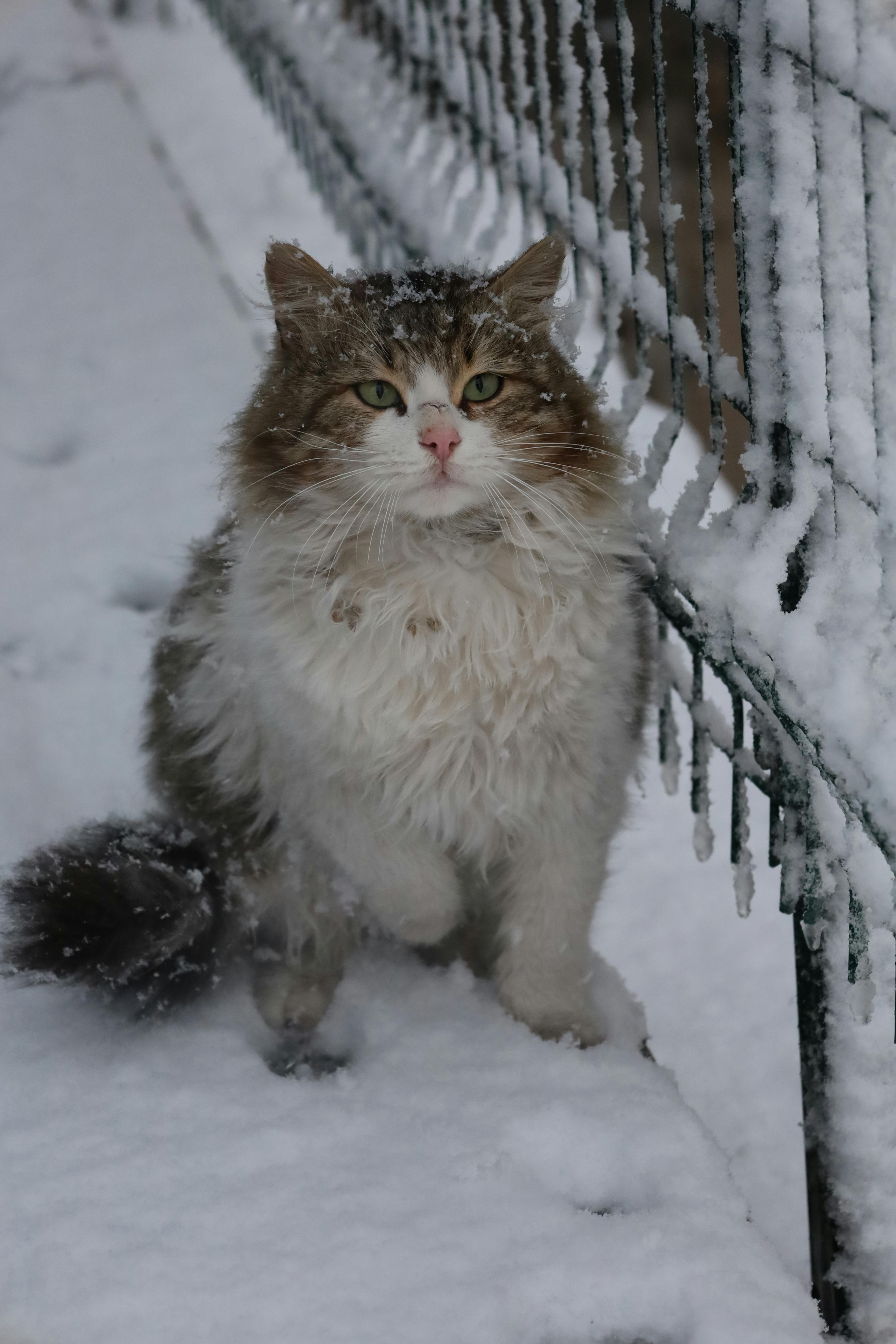 Siberia' Photos, Download The BEST Free Siberia' Stock Photos & HD Images